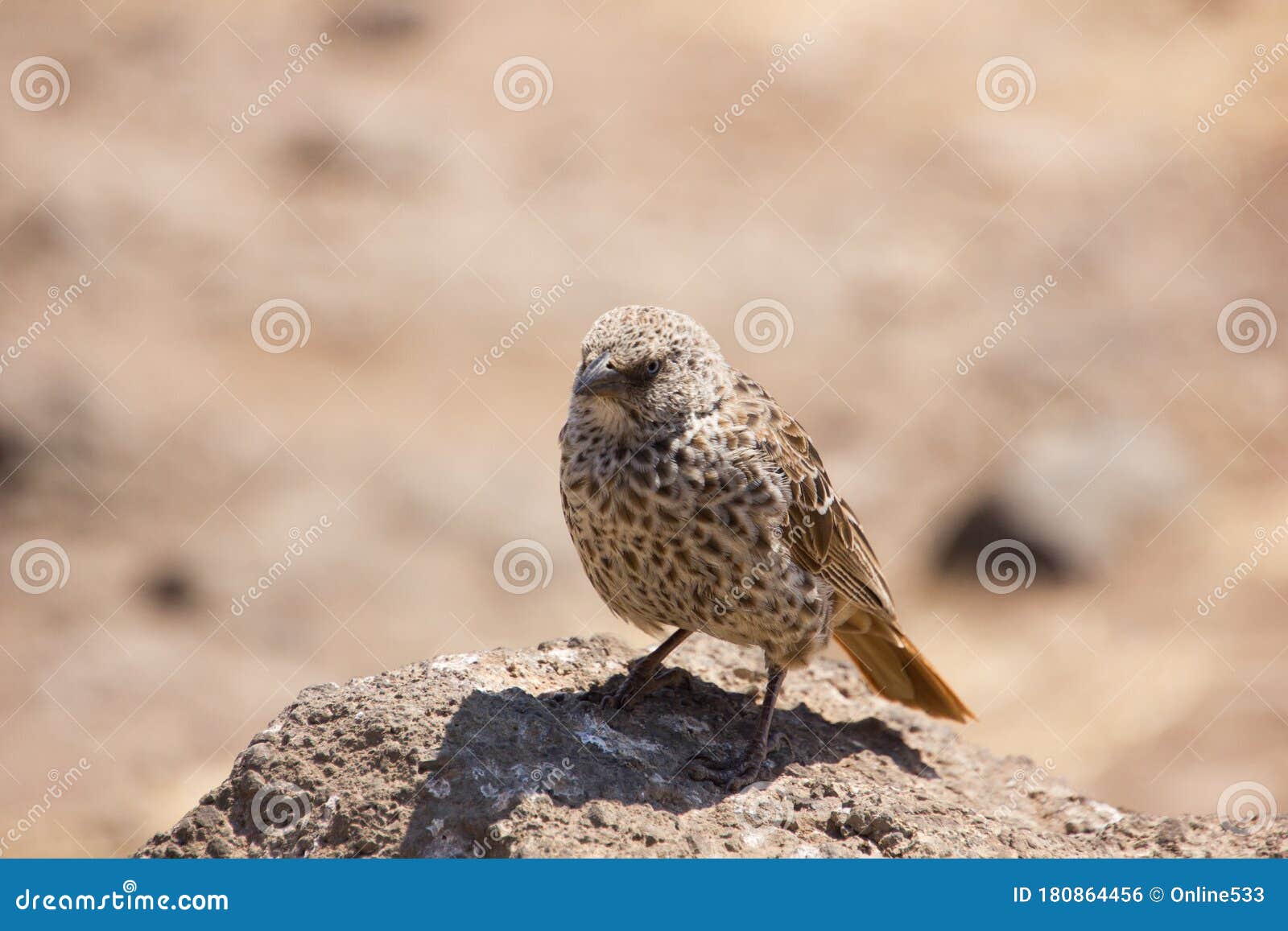 Brown Bird Looking at You Sitting on the Earthy Ground Stock Photo ...