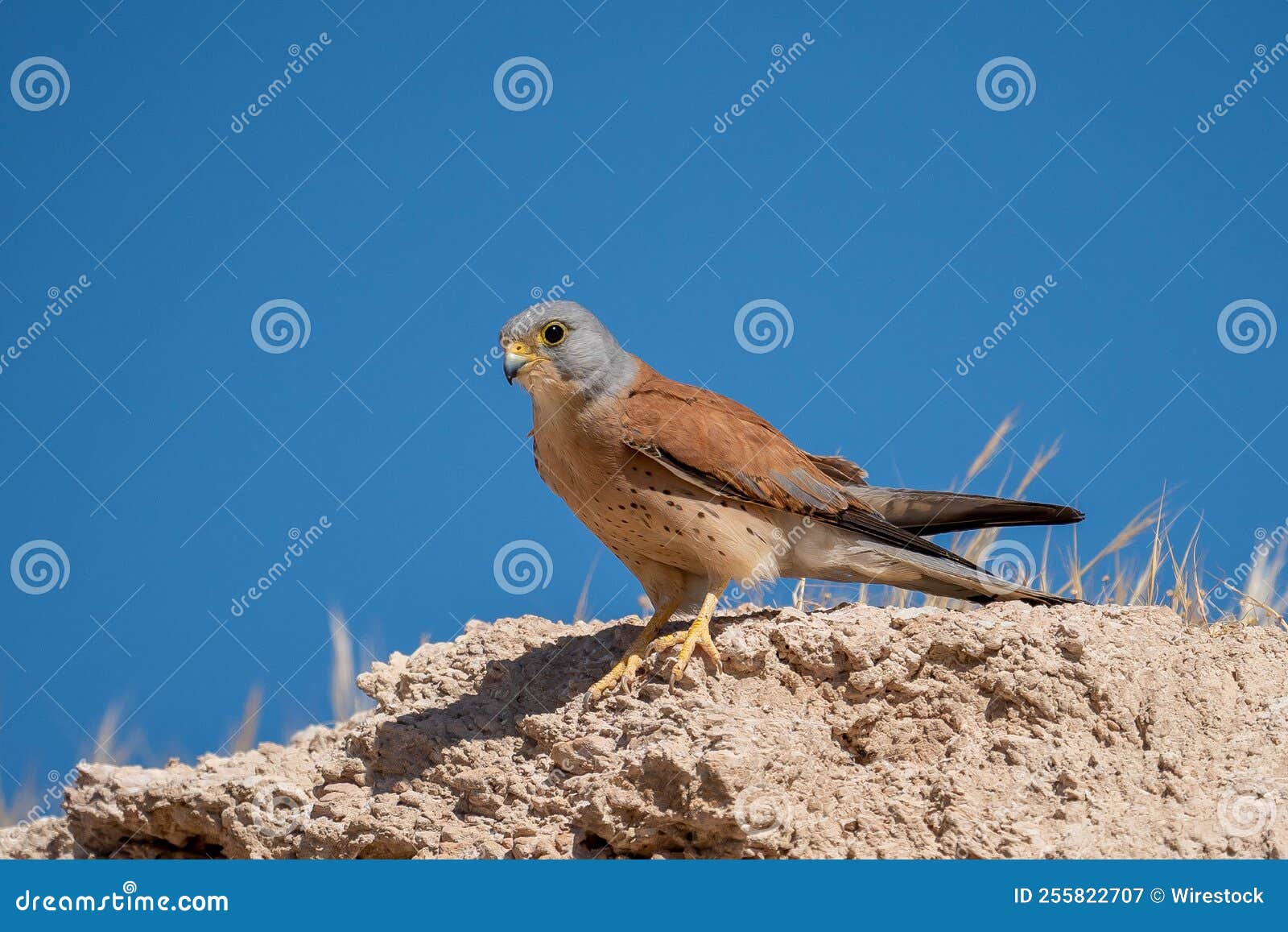 Brown Bird Perching on a Tree Branch Stock Image - Image of small, beak ...