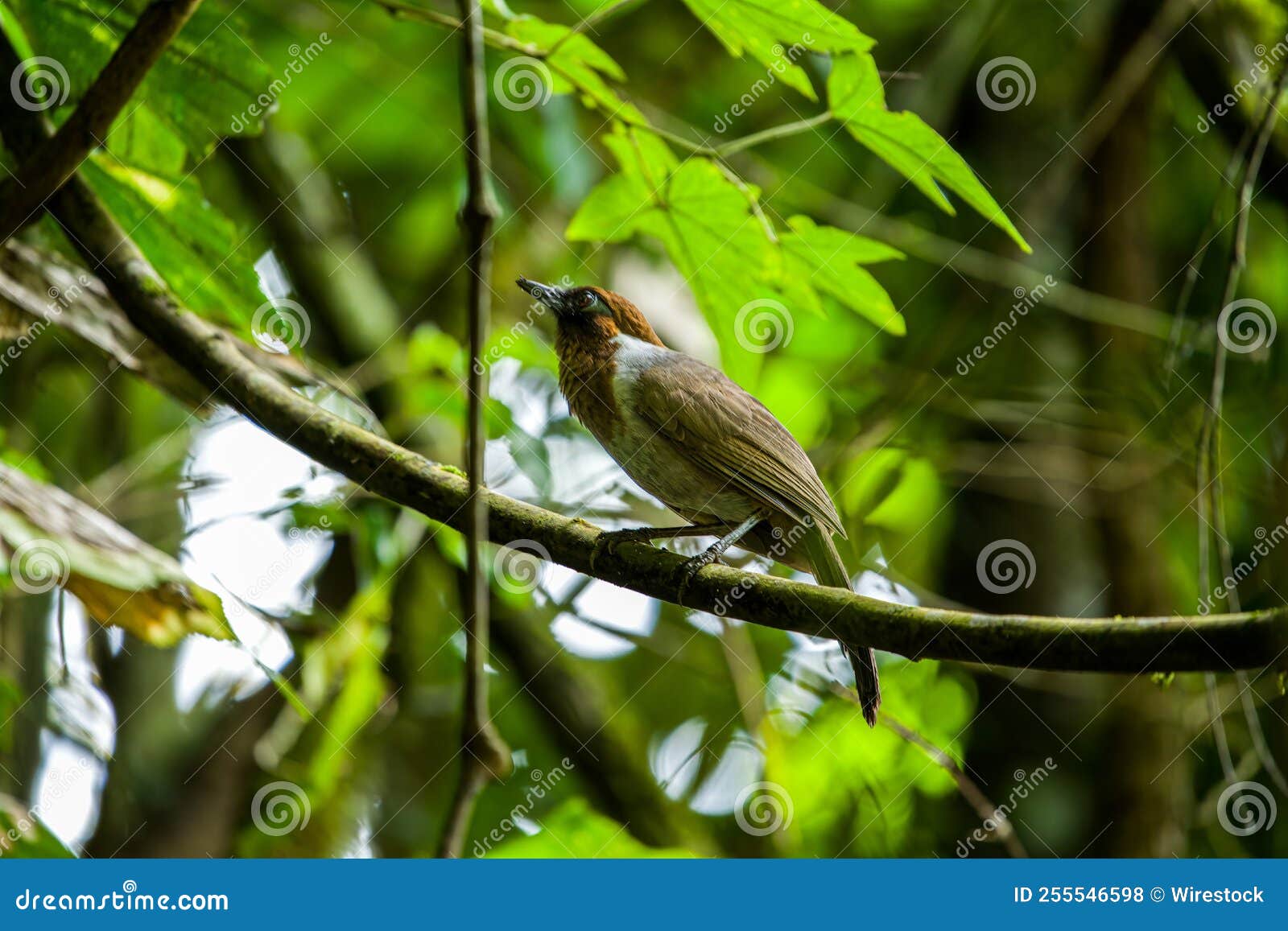 Brown Bird Perching on a Tree Branch in the Forest Stock Photo - Image ...