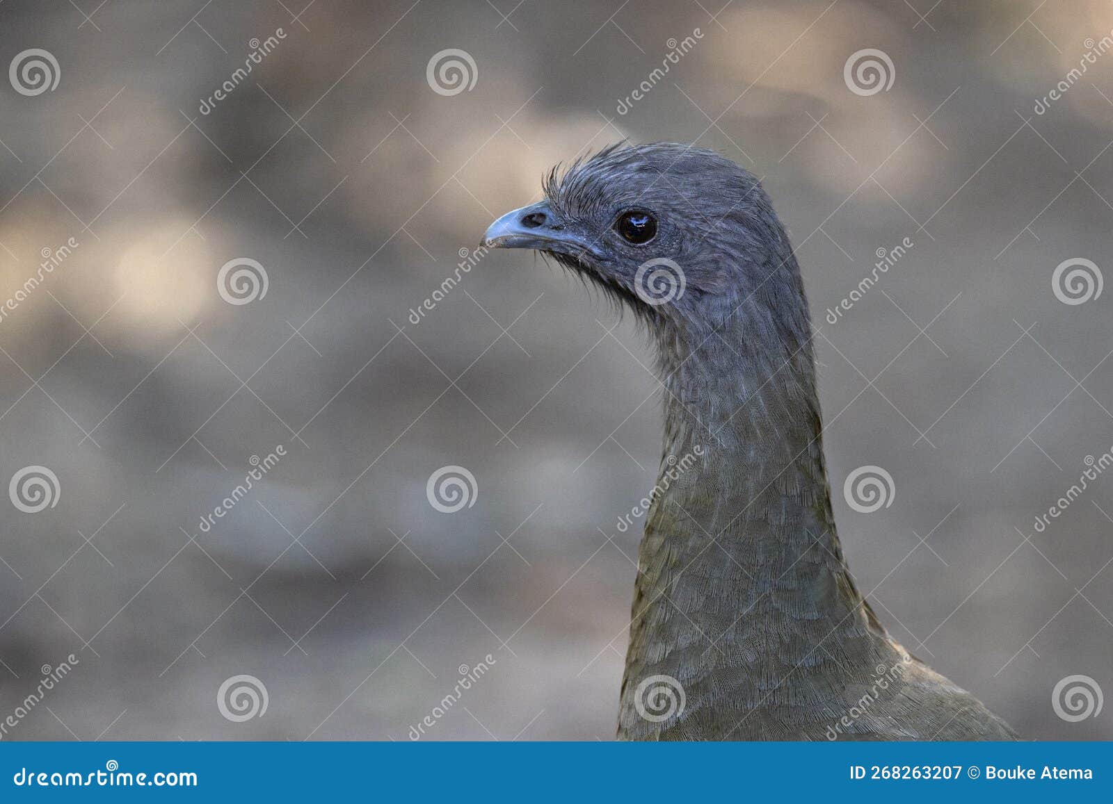 A Closeup of a Plain Chachalaca in Texas. Stock Image - Image of close ...