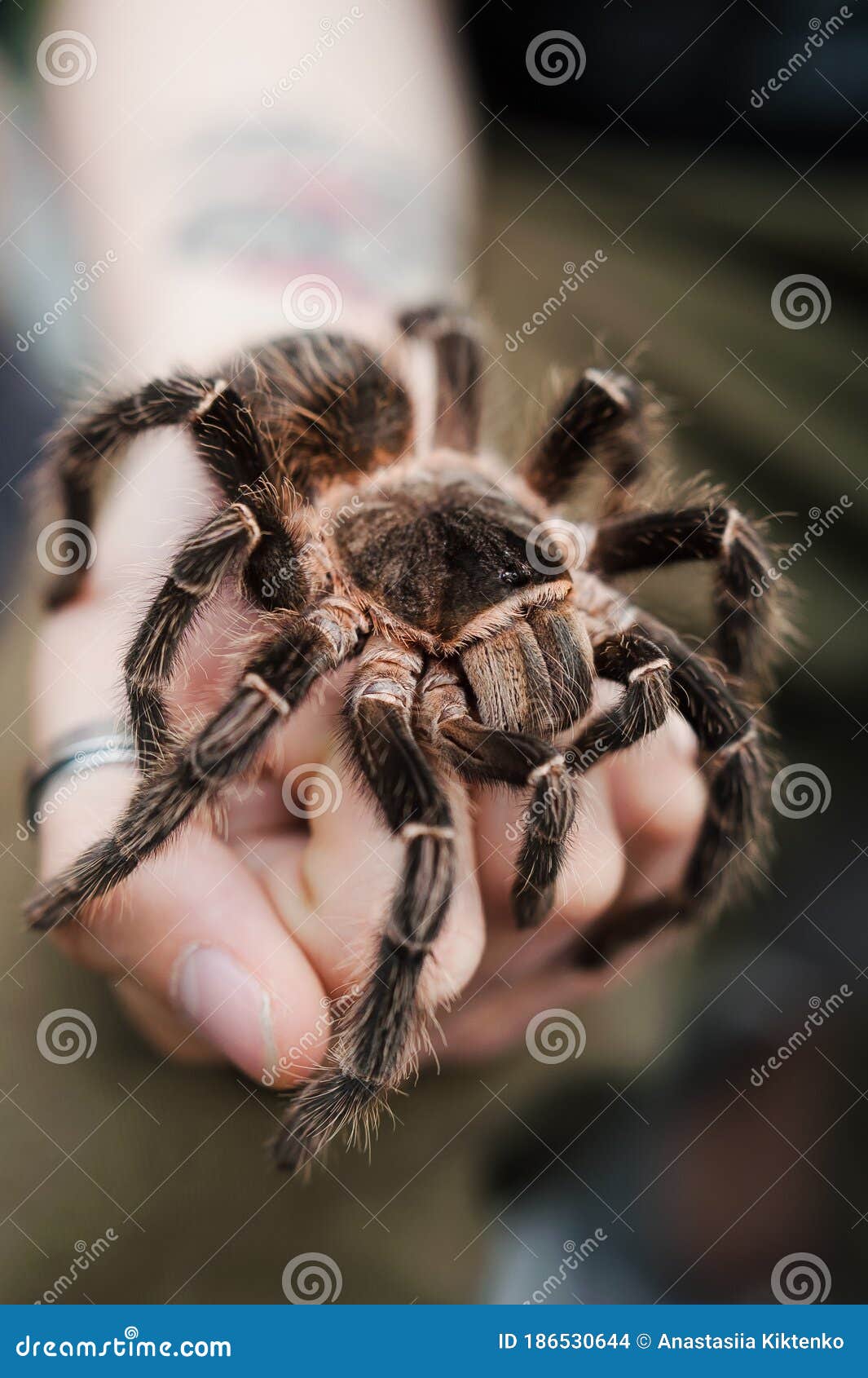 Brown Bird Spider with Eight Legs Stock Photo - Image of dread ...