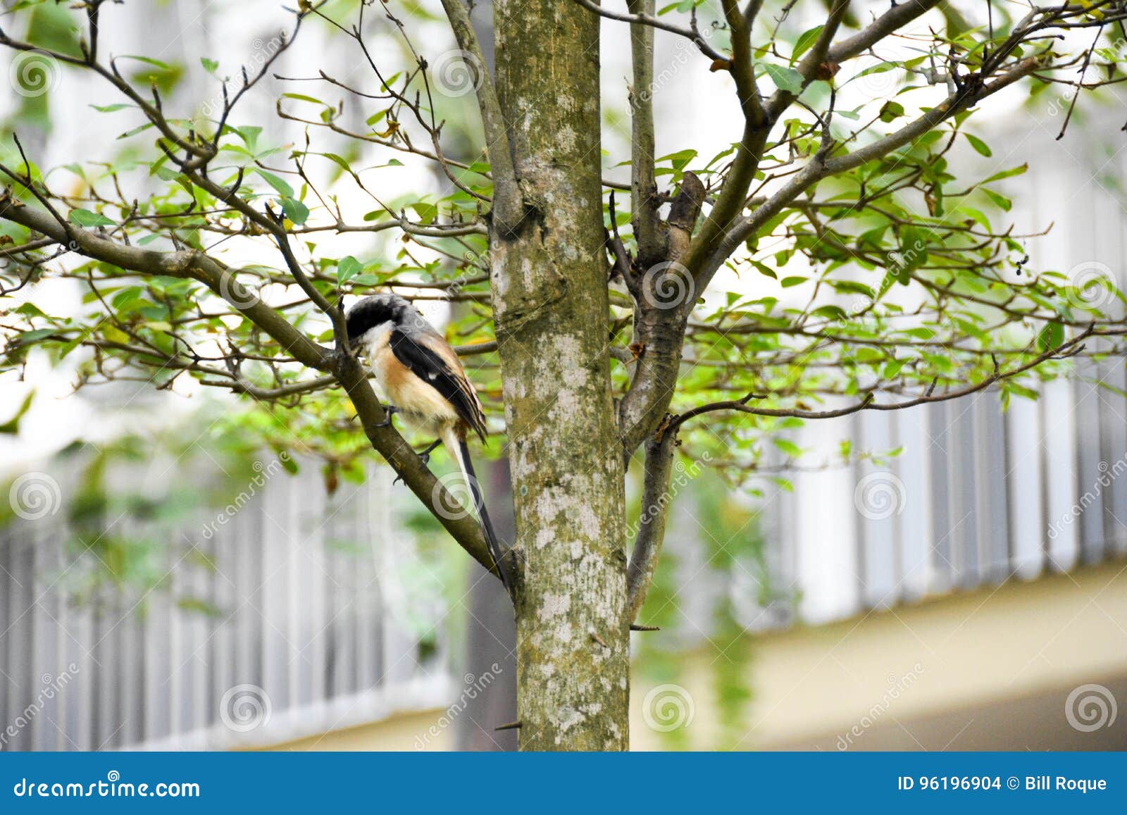 Brown Bird on a Tree Branch Stock Photo - Image of birds, song: 96196904