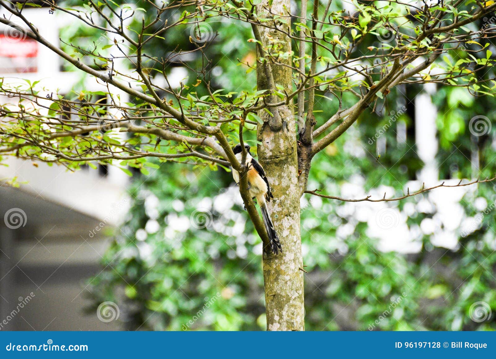 Brown Bird on a Tree Branch Stock Photo - Image of singing, beak: 96197128