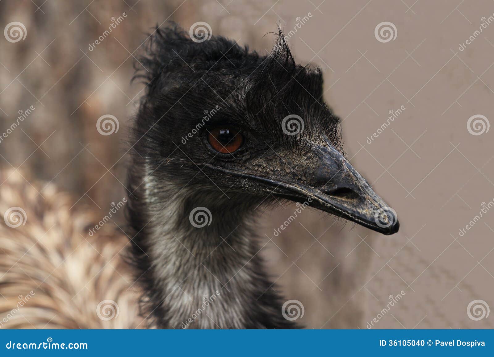 Brown Birds Emu in the Nature Stock Photo - Image of messy, large: 36105040