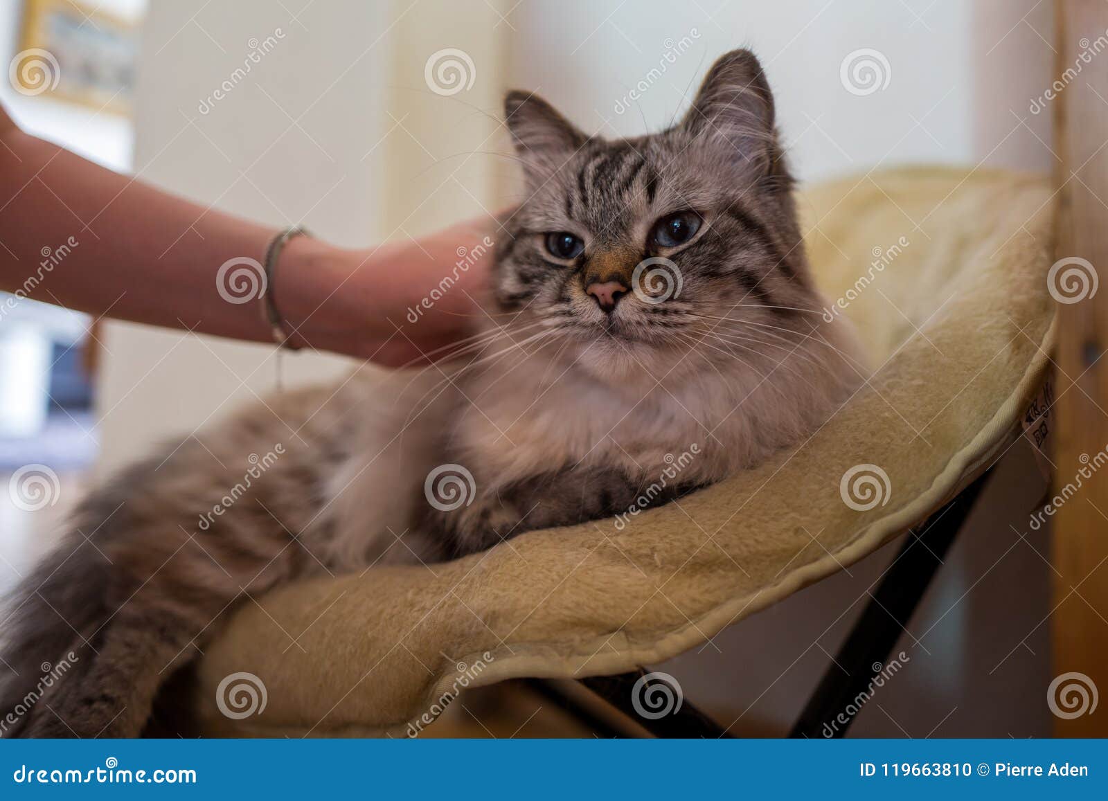 A brown birman cat stock photo. Image of animal, haired - 119663810