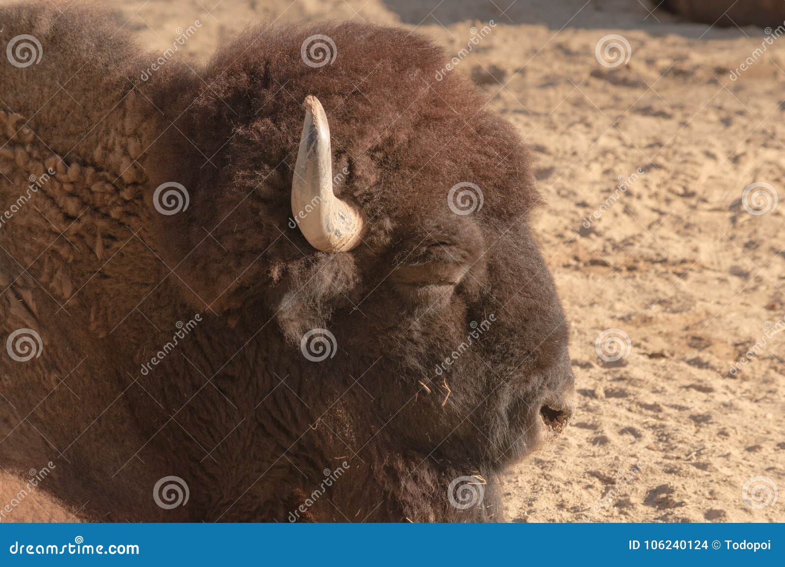 European Brown Bison Lying on the Sand Sleeping in Spain Stock Photo ...