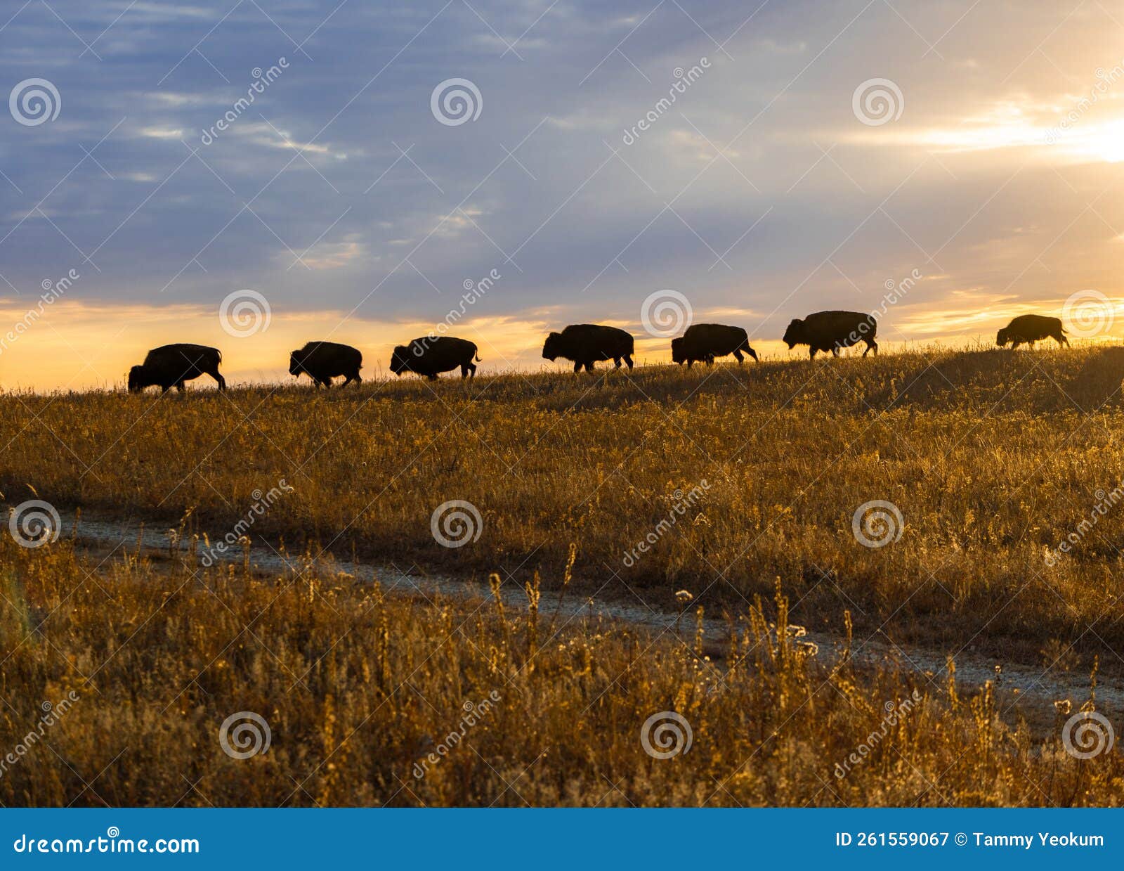 Brown Bison on Prairie Ridge at Sunset Stock Image - Image of orange ...