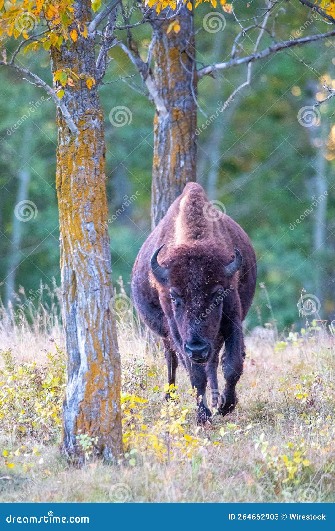Brown Bison Walking in Field Stock Image - Image of animal, fauna ...