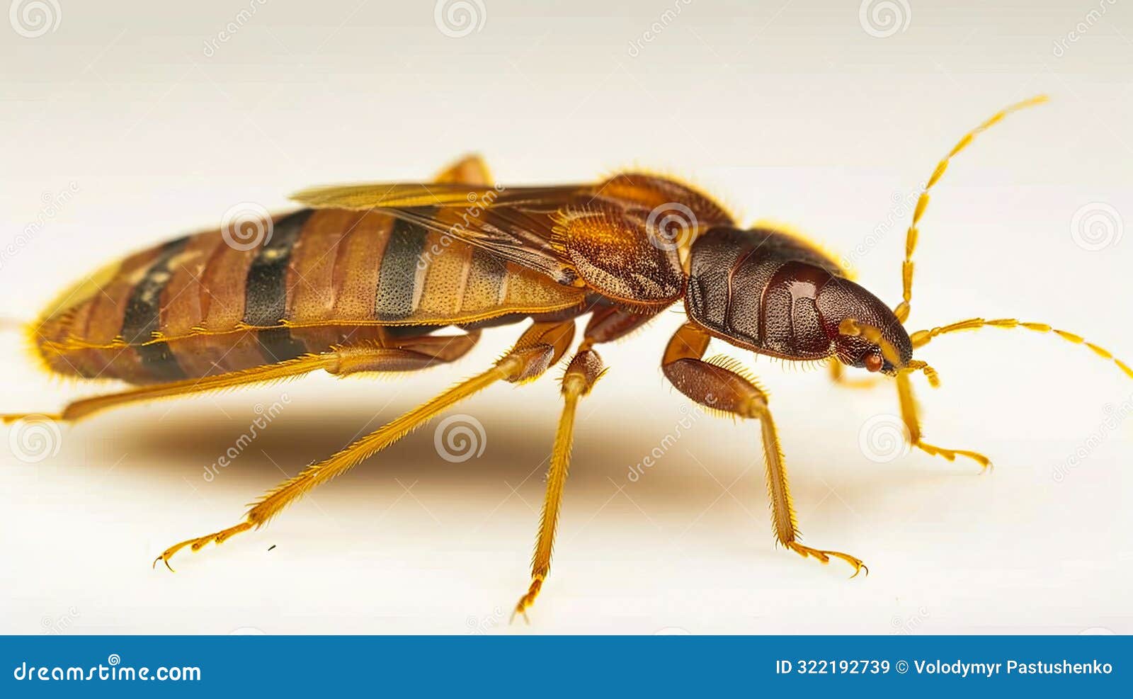 A Brown and Black Bed Bug on a White Background Stock Image - Image of ...