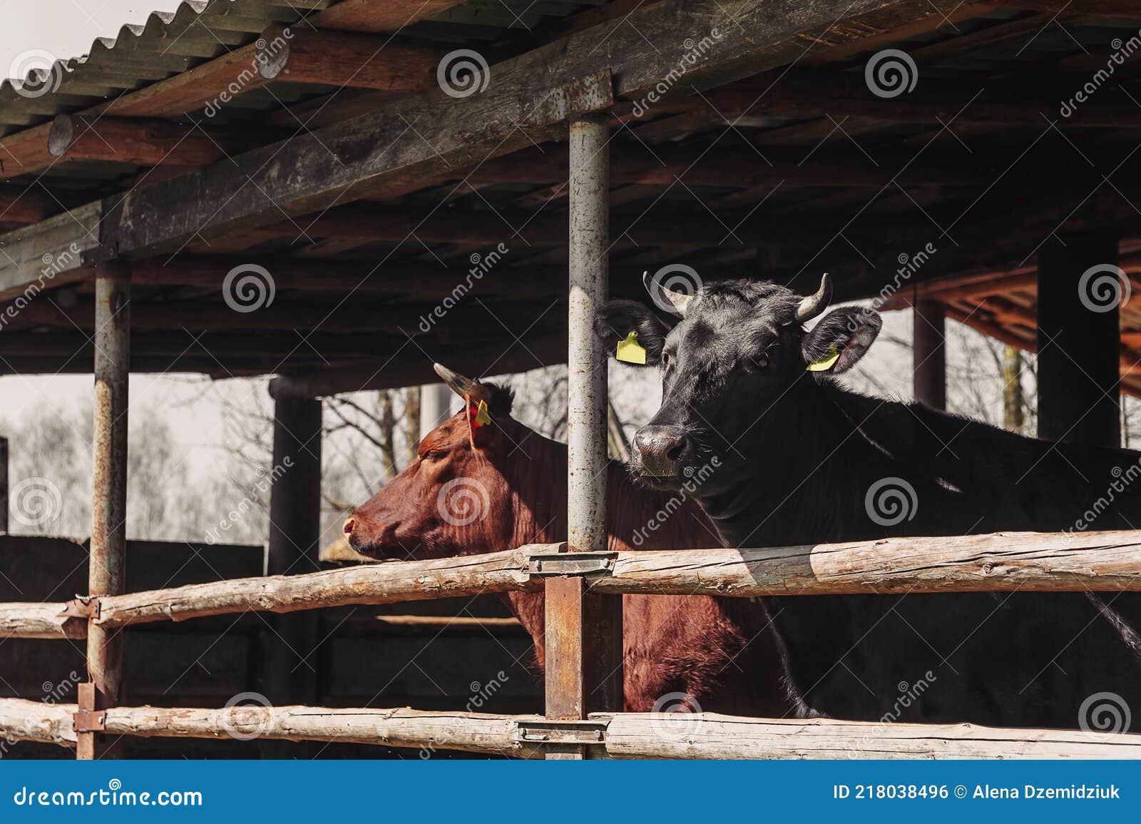 A Brown and Black Bull on a Rural Farm in a Stall Stock Photo - Image ...