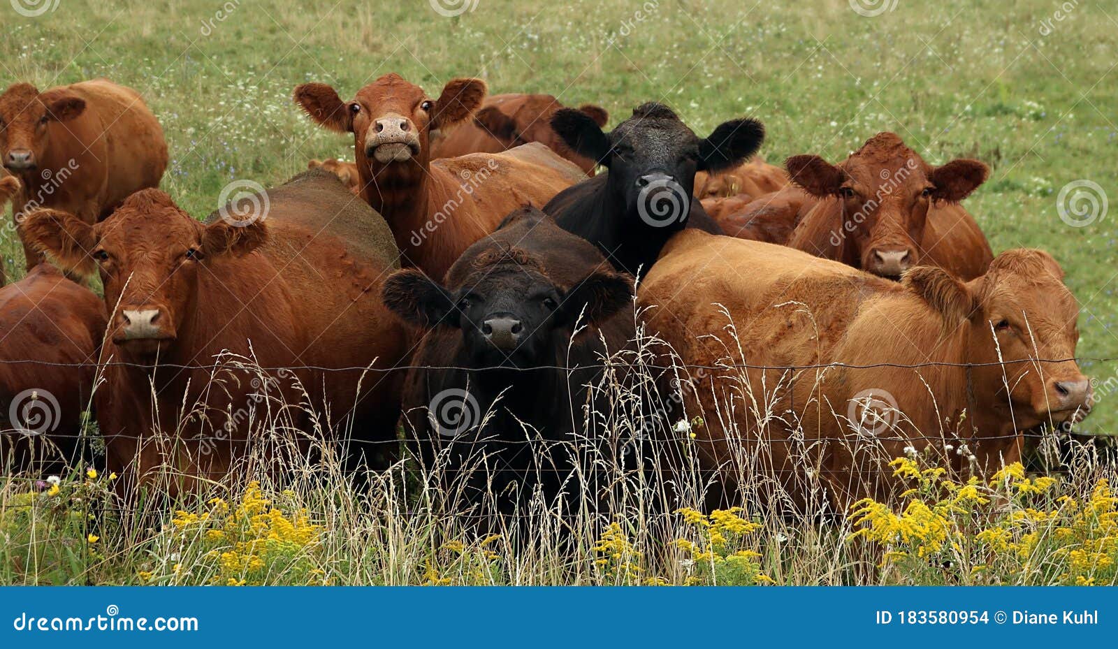Brown and Black Cows Looking Over the Fence Stock Photo - Image of ...