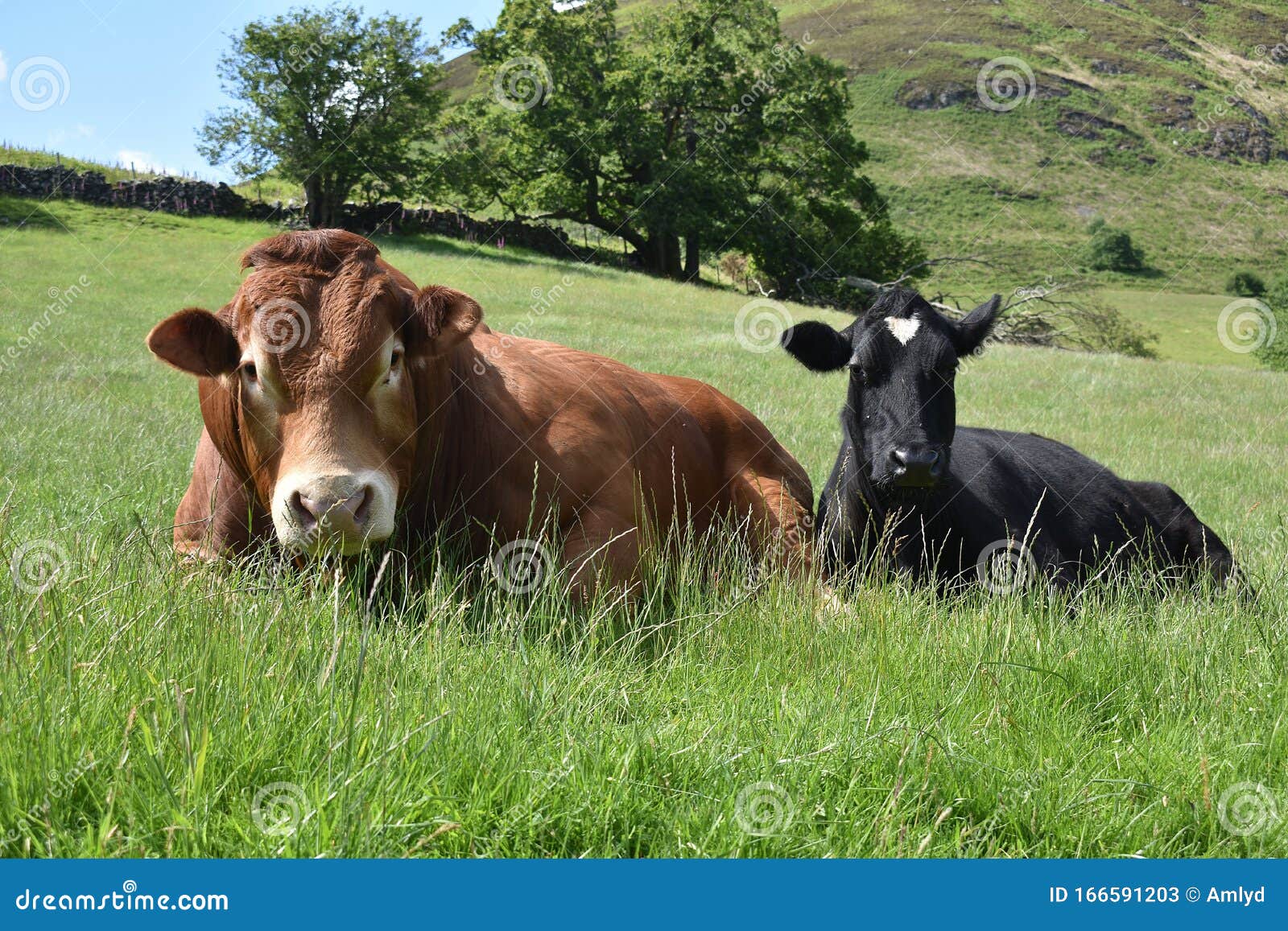 Two Cows Sat Posing on Grass Stock Image - Image of harmony, grass ...