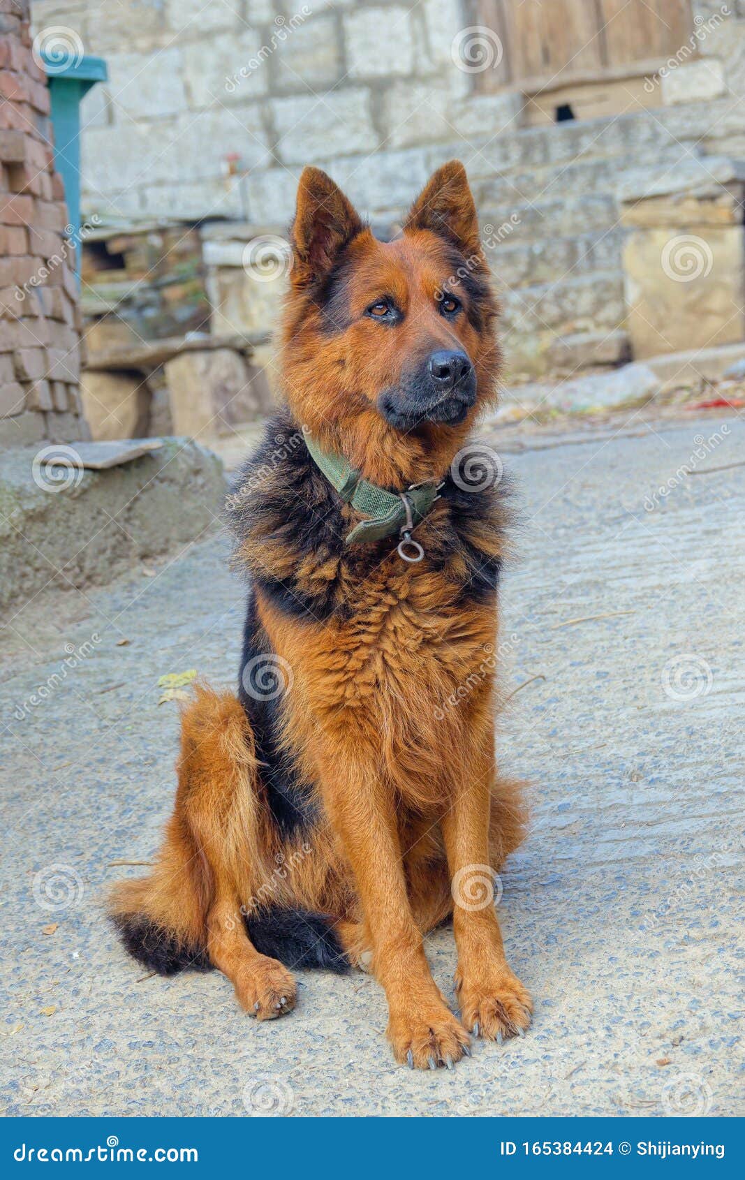 Dog stock photo. Image of mammals, closeup, brown, black - 165384424