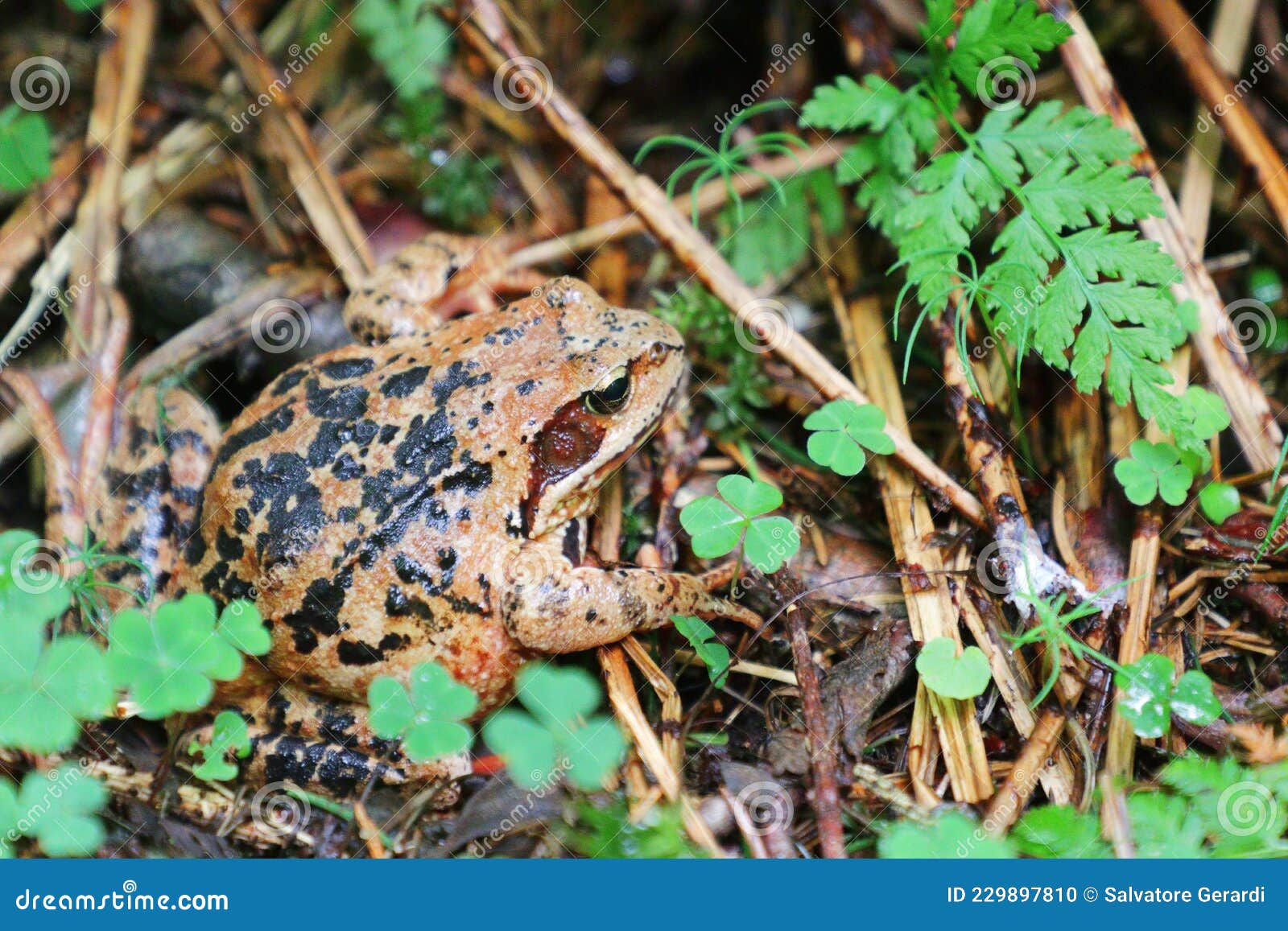 Brown and Black European Common Toad Stock Photo - Image of common ...