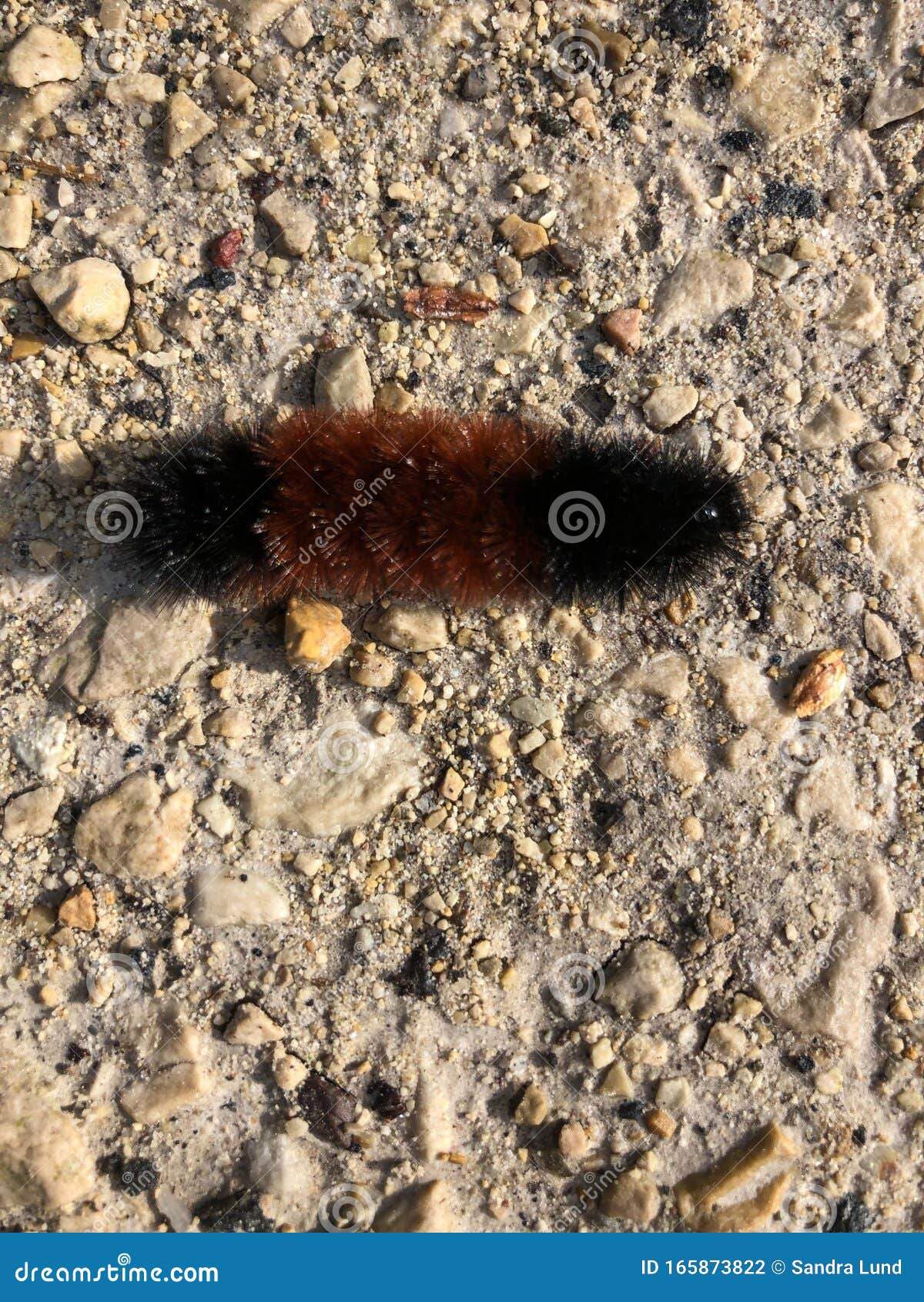 Brown and Black Fuzzy Caterpillar on Ground Stock Photo - Image of ...