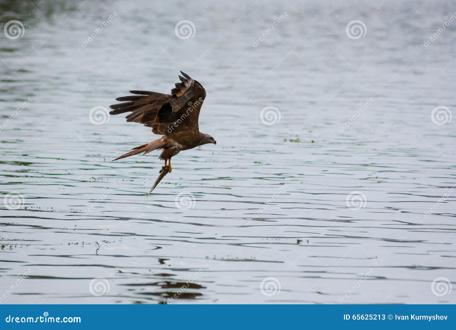 Brown Black Kite Hold Fish after Hunt. Milvus Migrans Stock Image ...