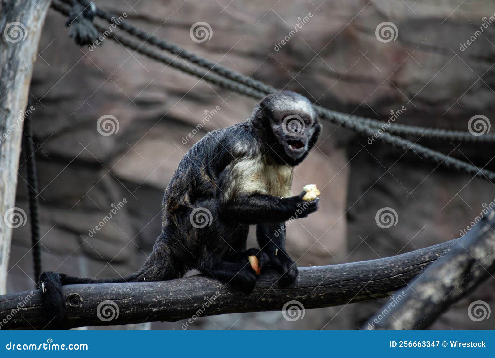 Brown-black Monkey Sitting on a Branch in the Zoo Stock Image - Image ...