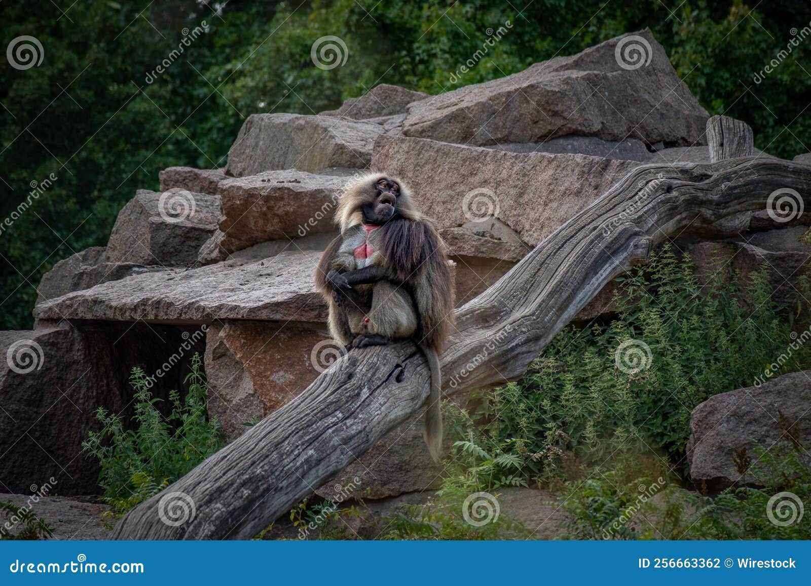 Brown-black Monkey Sitting on a Branch in the Zoo Editorial Photography ...