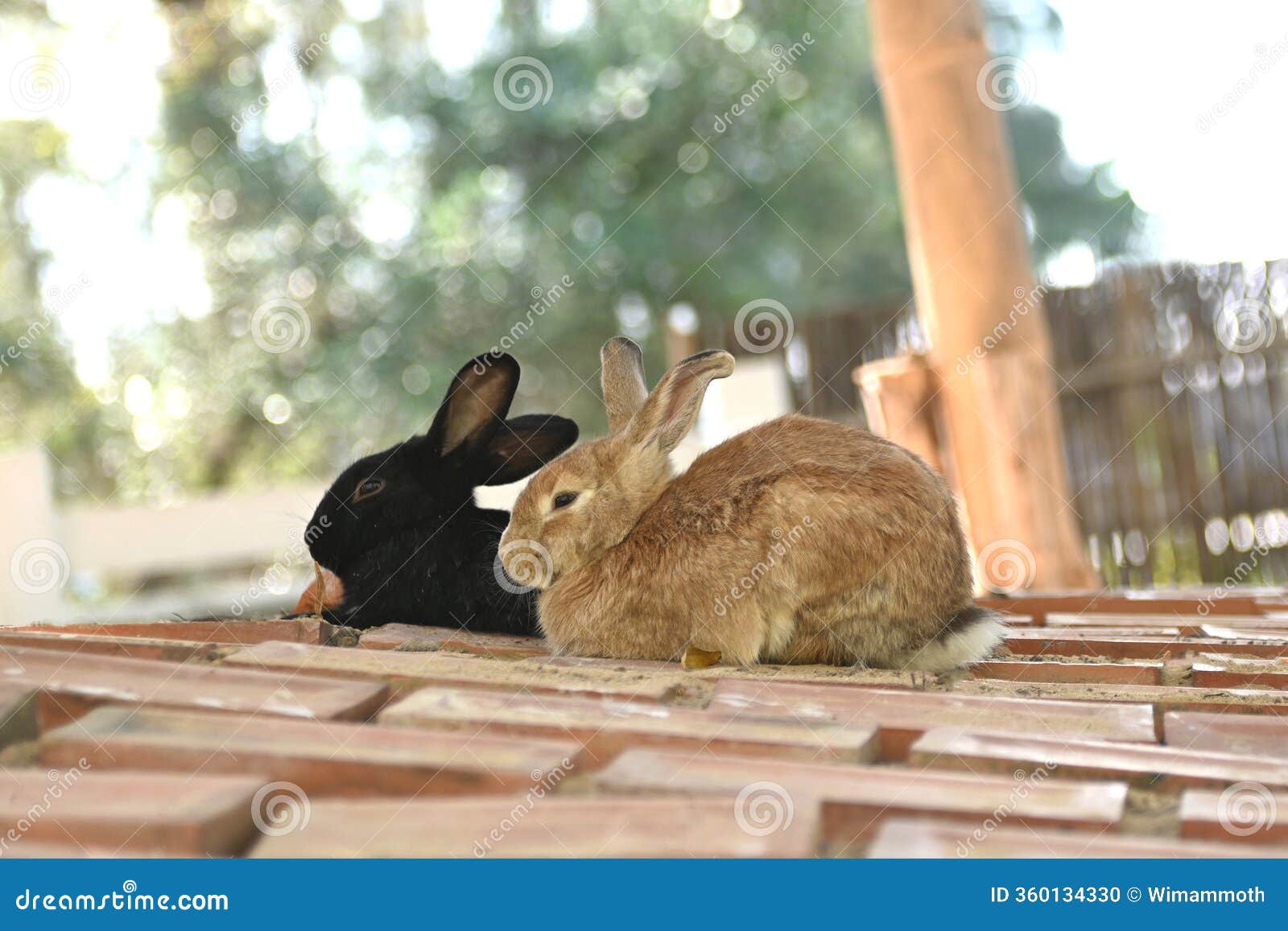 Rabbit Lying In Bed Stock Image | CartoonDealer.com #36844933