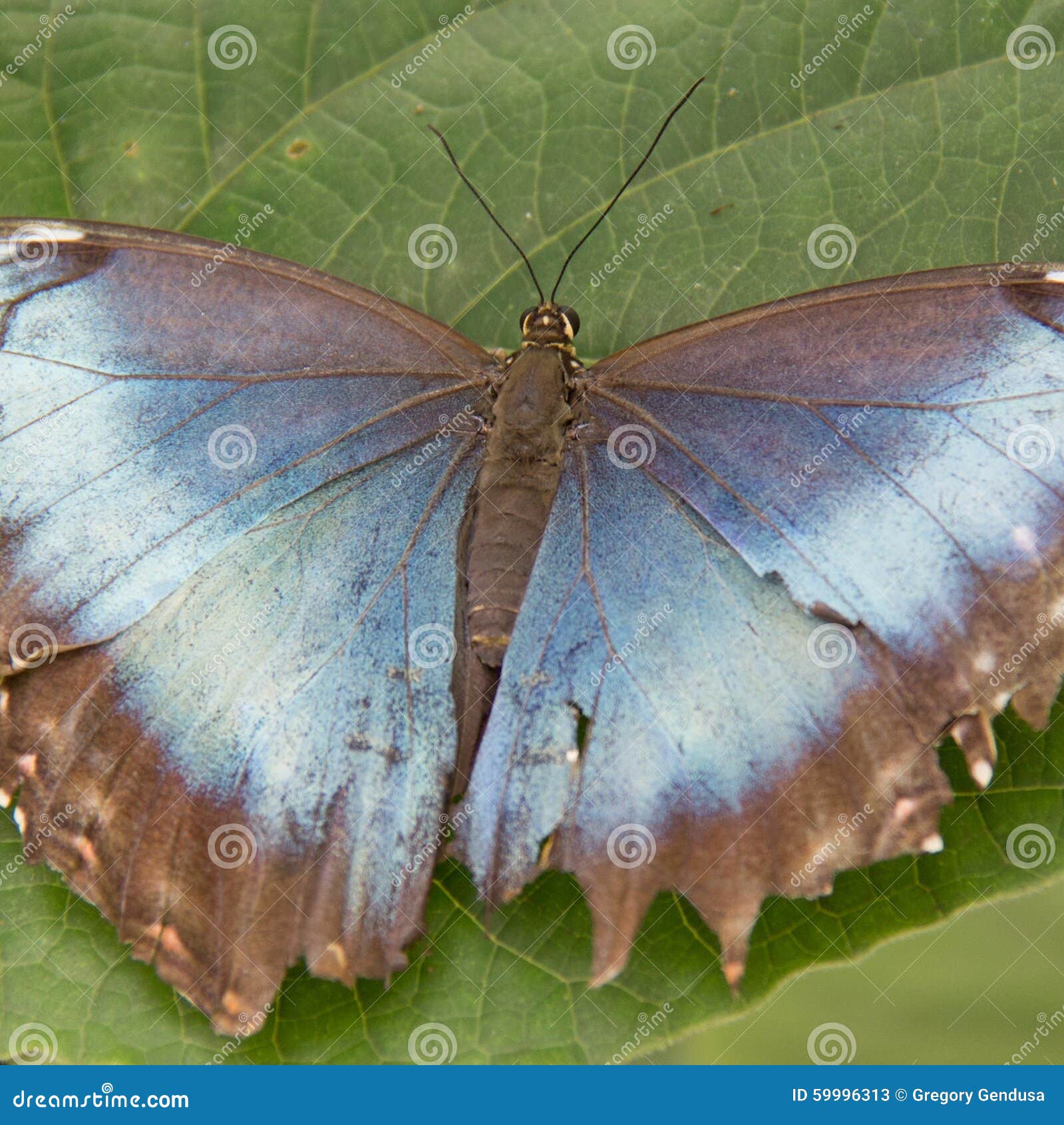 Brown and blue butterfly stock image. Image of leaf, wingspan - 59996313