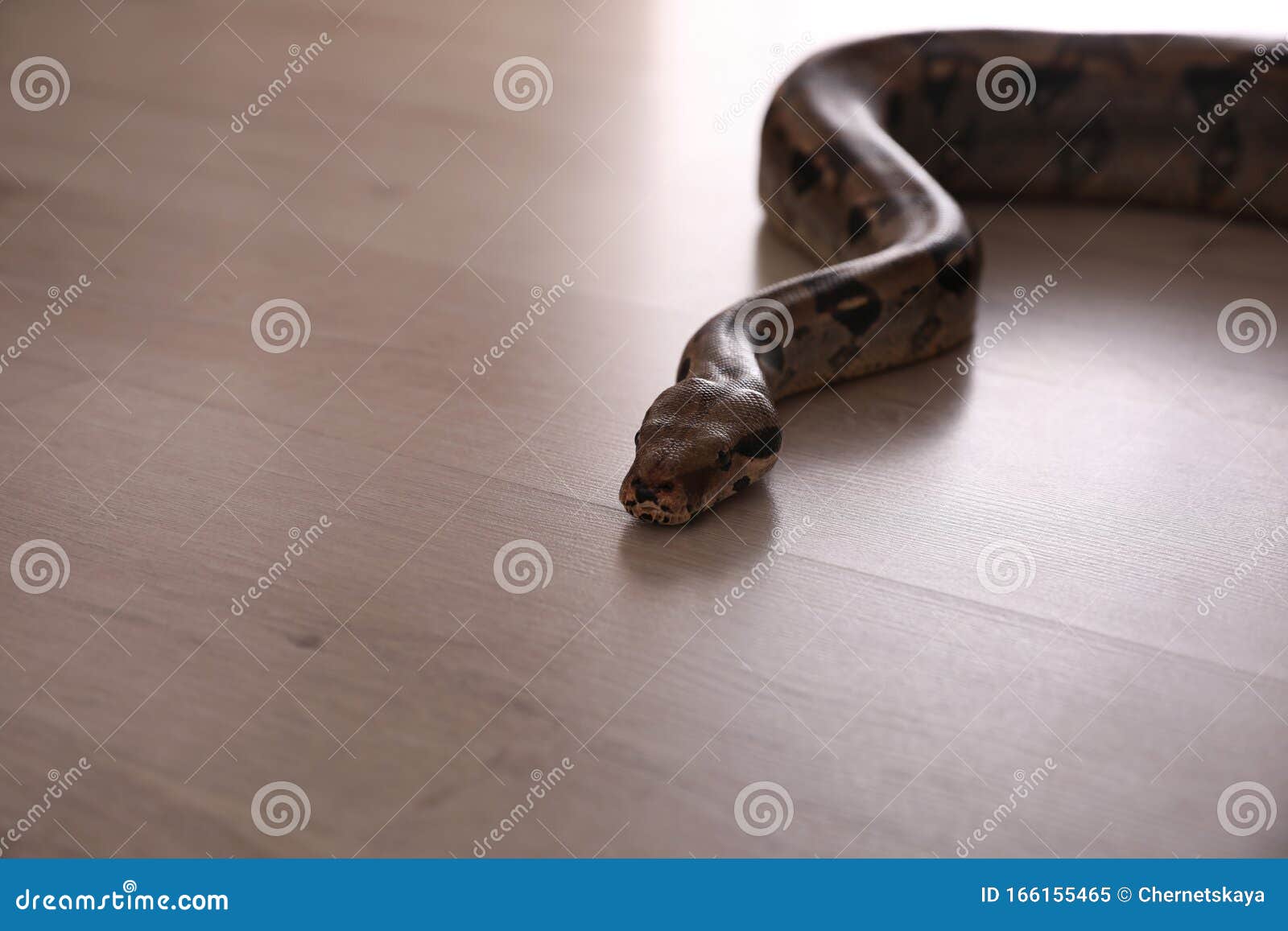 Brown Boa Constrictor Crawling on Floor in Room Stock Image - Image of ...