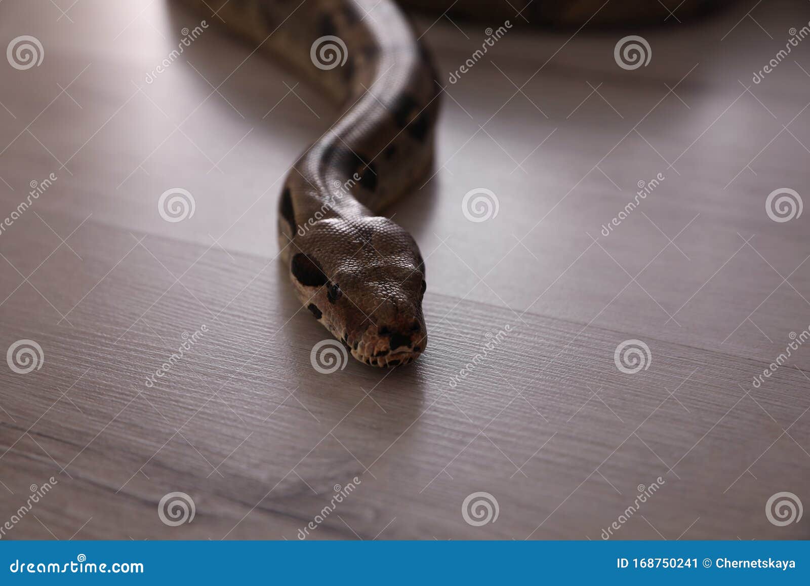 Brown Boa Constrictor Crawling on Floor Stock Image - Image of predator ...