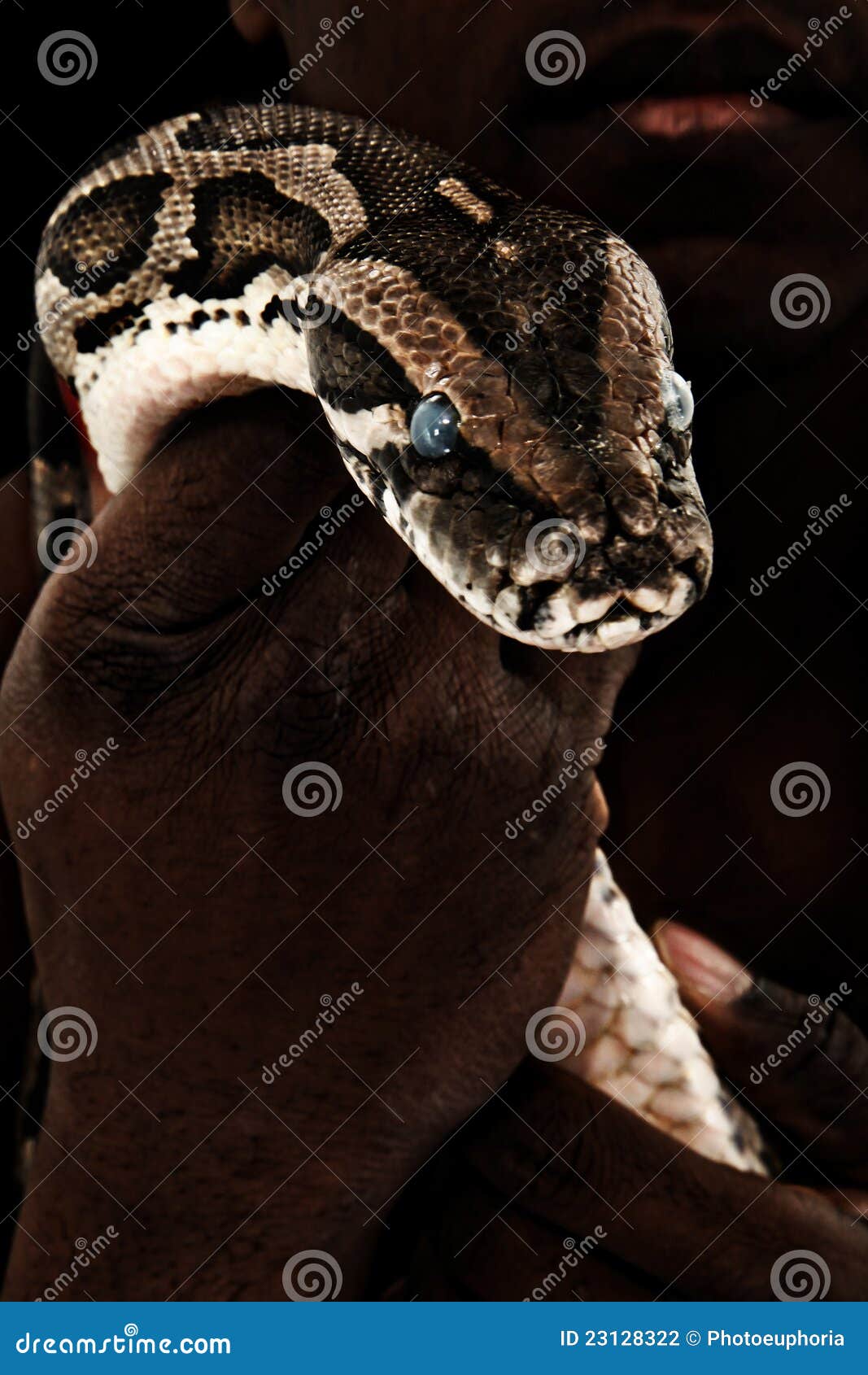 Brown-Boa Constrictor in Der Hand Des Mannes Stockfoto - Bild von tier ...