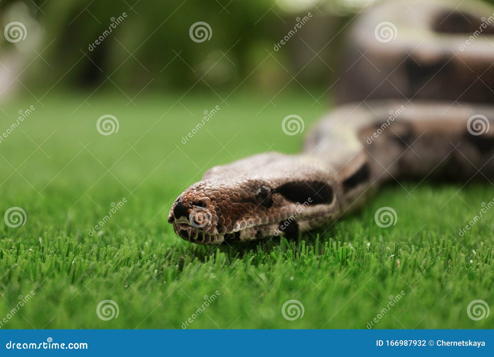 Brown Boa Constrictor on Green Grass Stock Photo - Image of curve, head ...