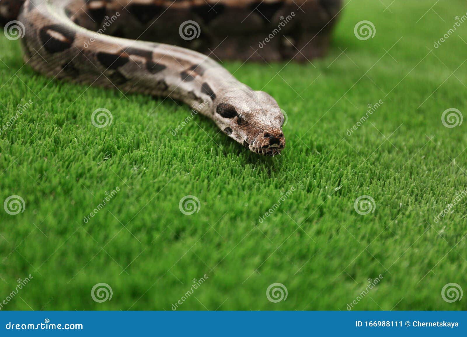 Brown Boa Constrictor on Green Grass Stock Image - Image of creature ...