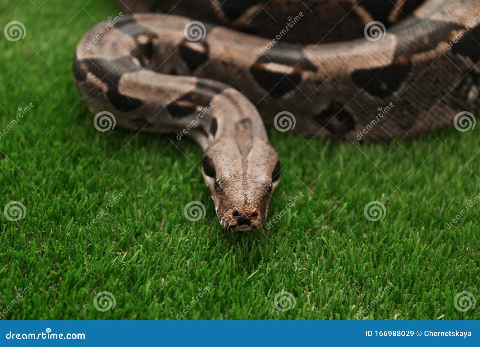 Brown Boa Constrictor on Green Grass Stock Image - Image of carnivore ...