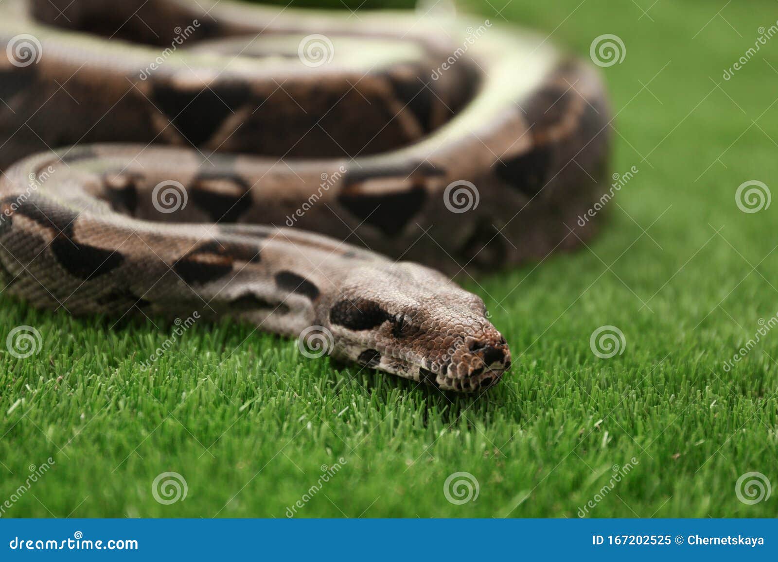 Brown Boa Constrictor on Green Grass Stock Image - Image of head, brown ...