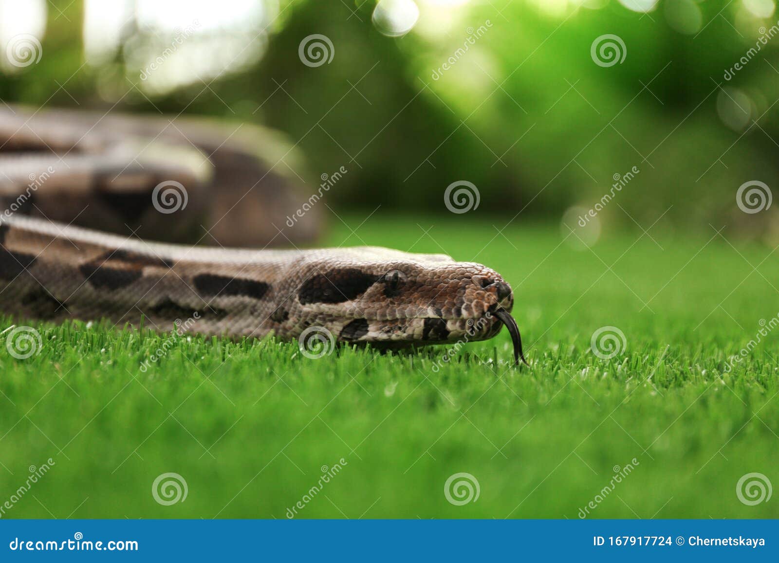 Brown Boa Constrictor on Green Grass Stock Photo - Image of predator ...
