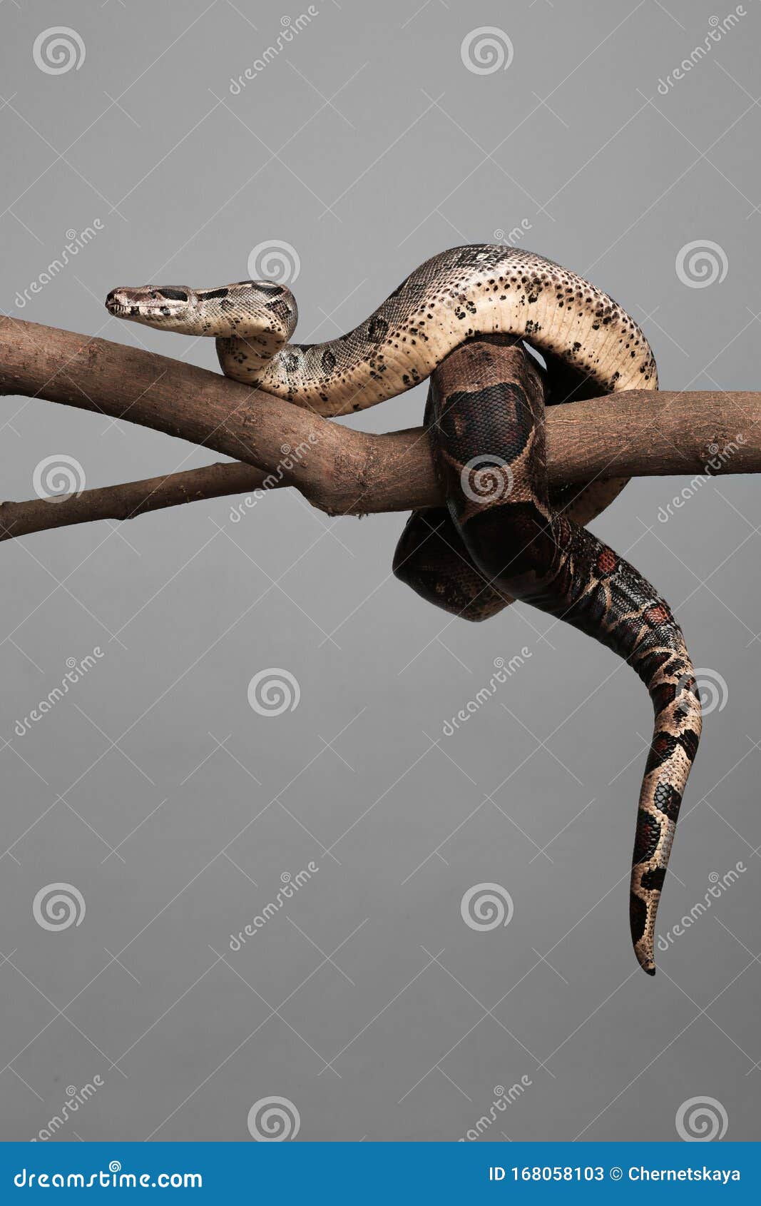 Brown Boa Constrictor on Tree Branch Against Background Stock Image ...