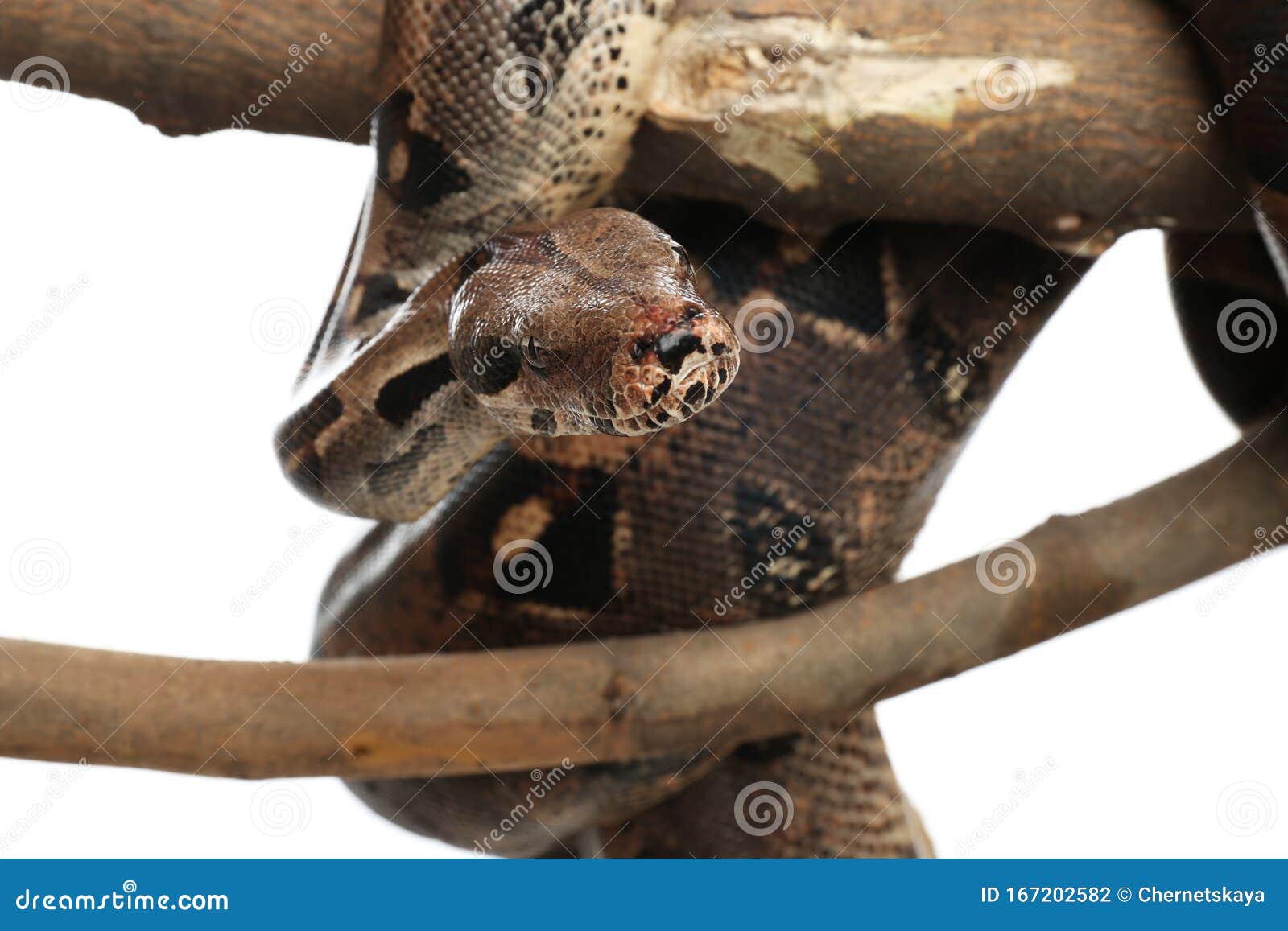 Brown Boa Constrictor on Tree Branch Against Background Stock Photo ...