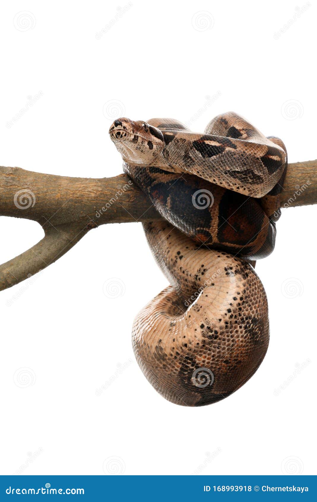 Brown Boa Constrictor on Tree Branch Against Background Stock Photo ...