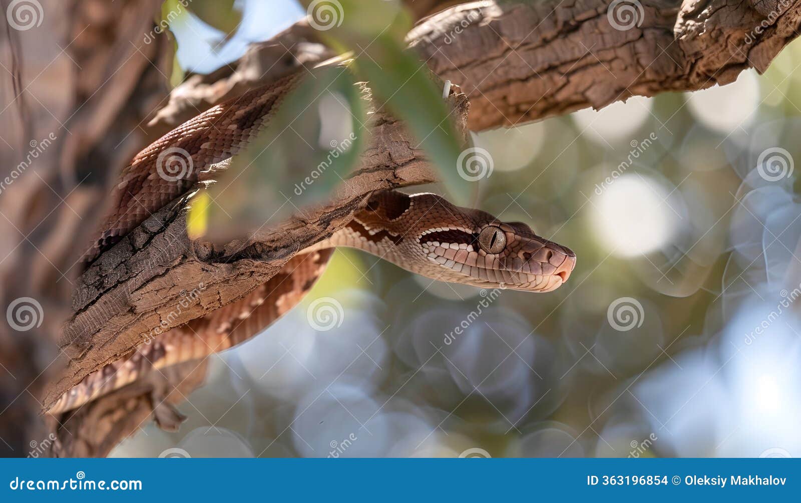 Brown Boa Constrictor on Tree Branch Outdoors Stock Photo - Image of ...
