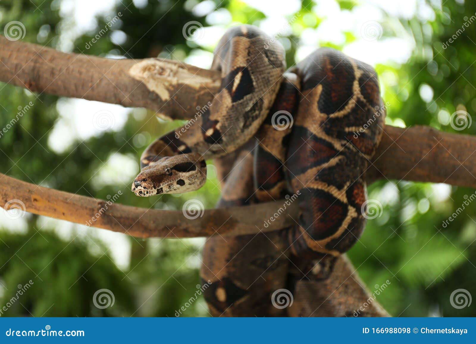 Brown Boa Constrictor on Tree Branch Stock Photo - Image of animal ...