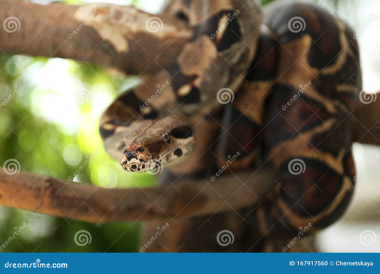 Brown Boa Constrictor on Tree Branch Stock Photo - Image of reptilian ...
