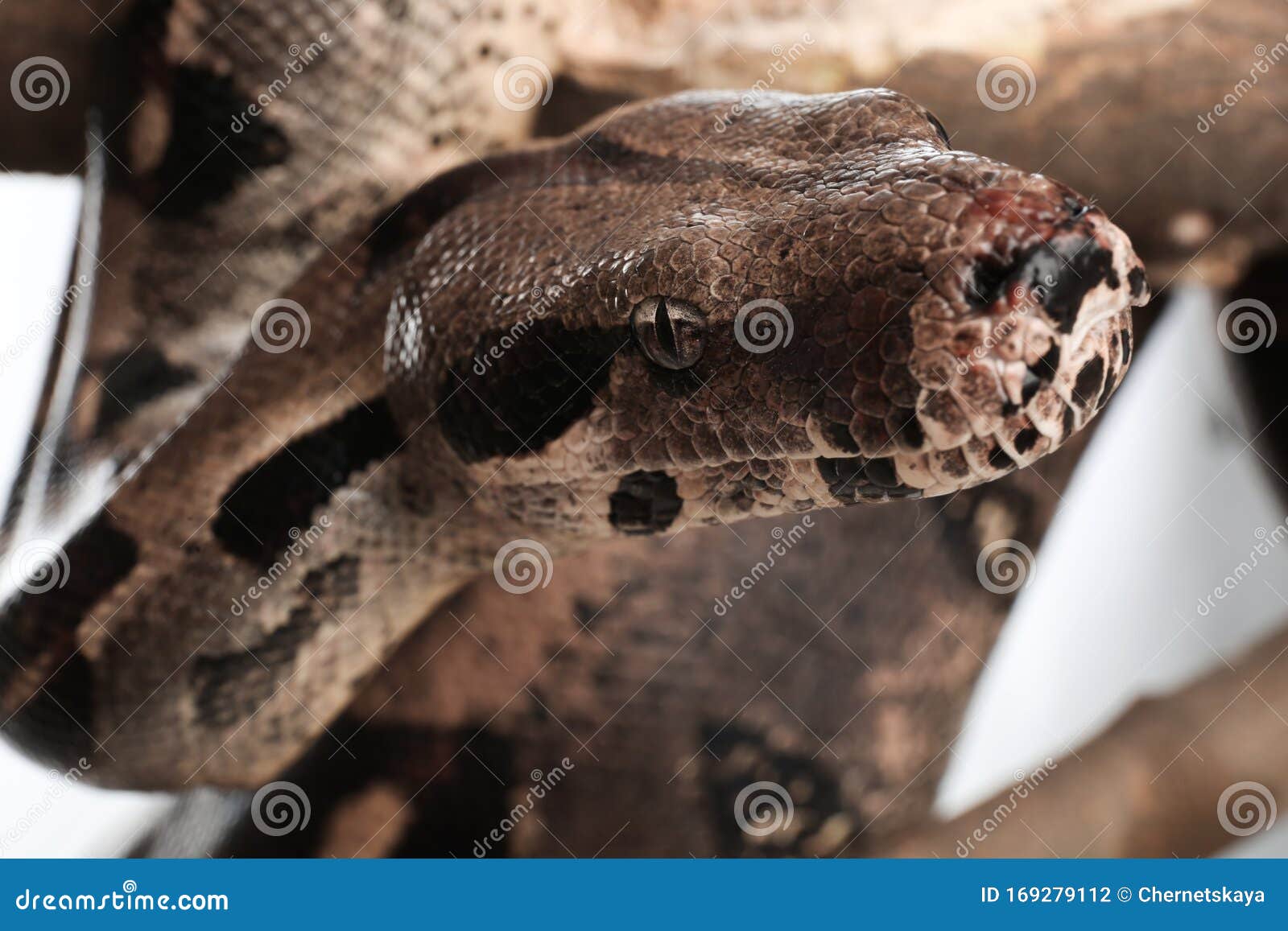 Brown Boa Constrictor on Tree Branch, Closeup Stock Photo - Image of ...