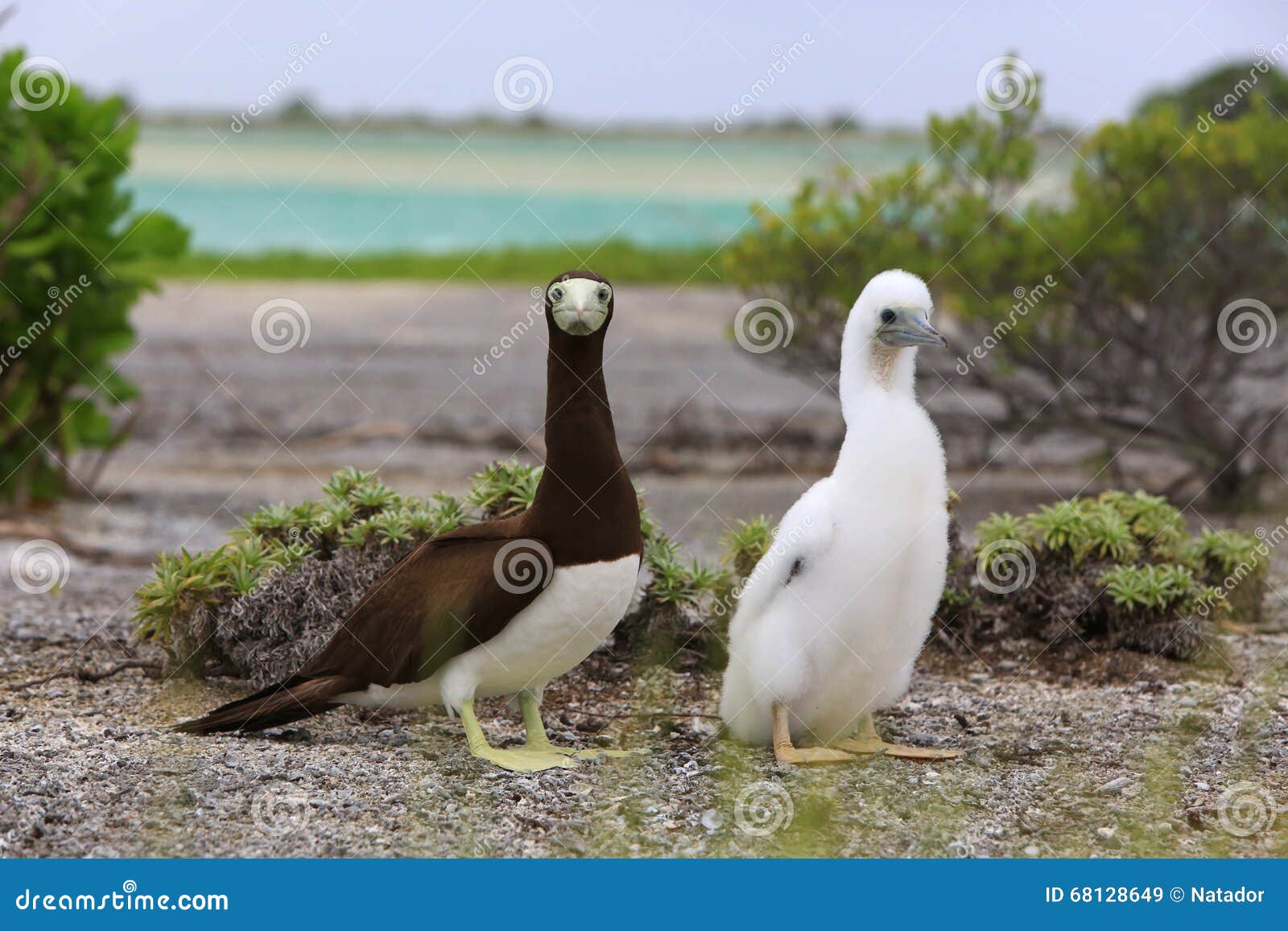 Brown Booby Bird with a Chick Stock Image - Image of natural, bird ...