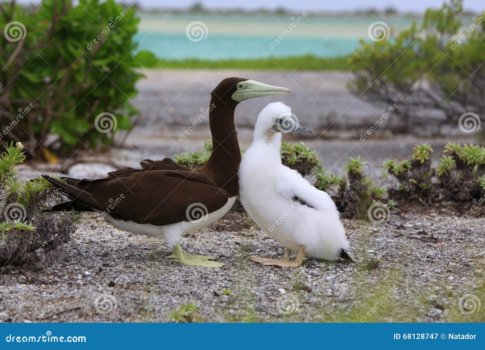 Brown Booby Bird with a Chick Stock Image - Image of natural ...