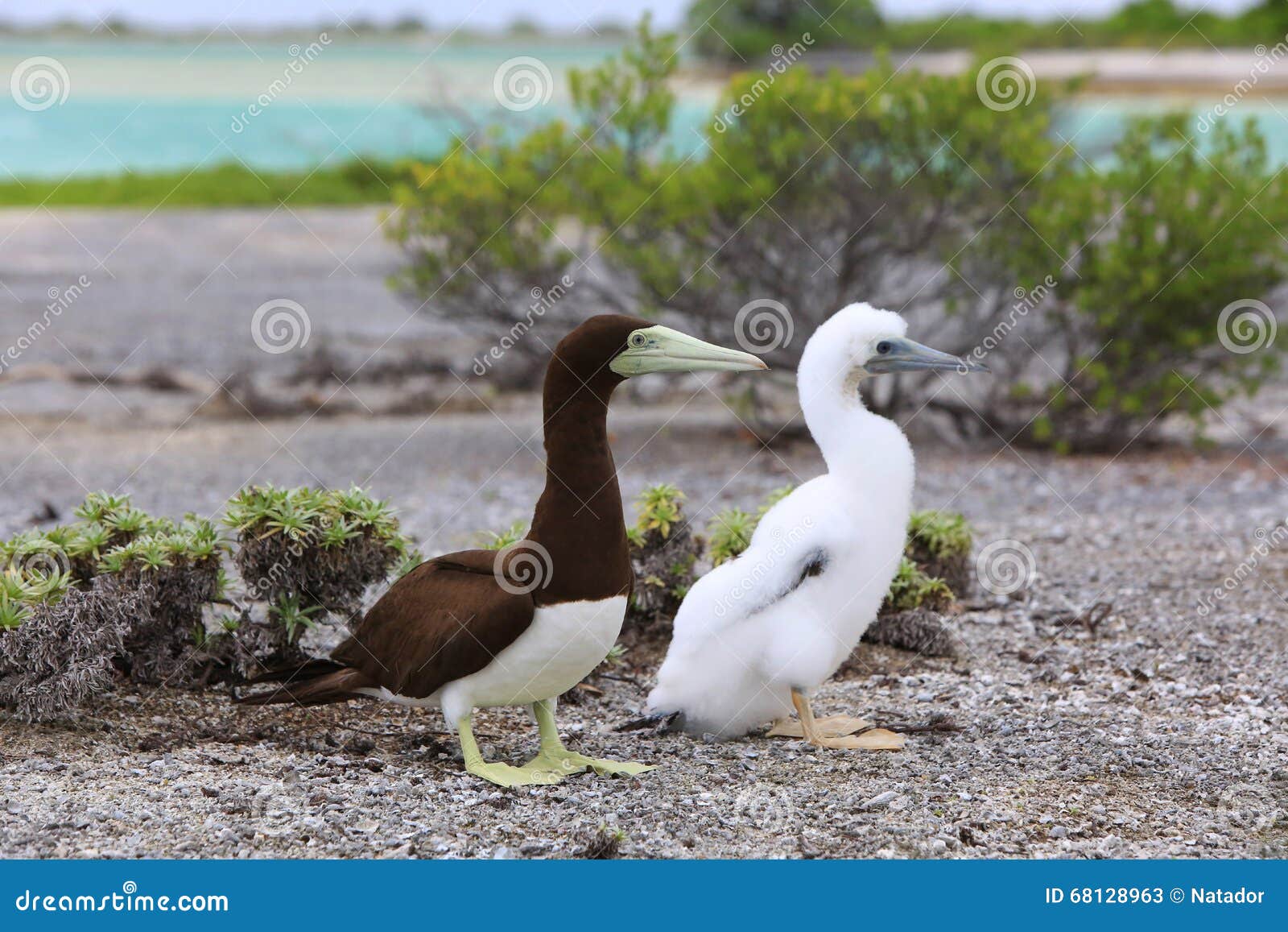 Brown Booby Bird with a Chick Stock Image - Image of pacific, seabirds ...