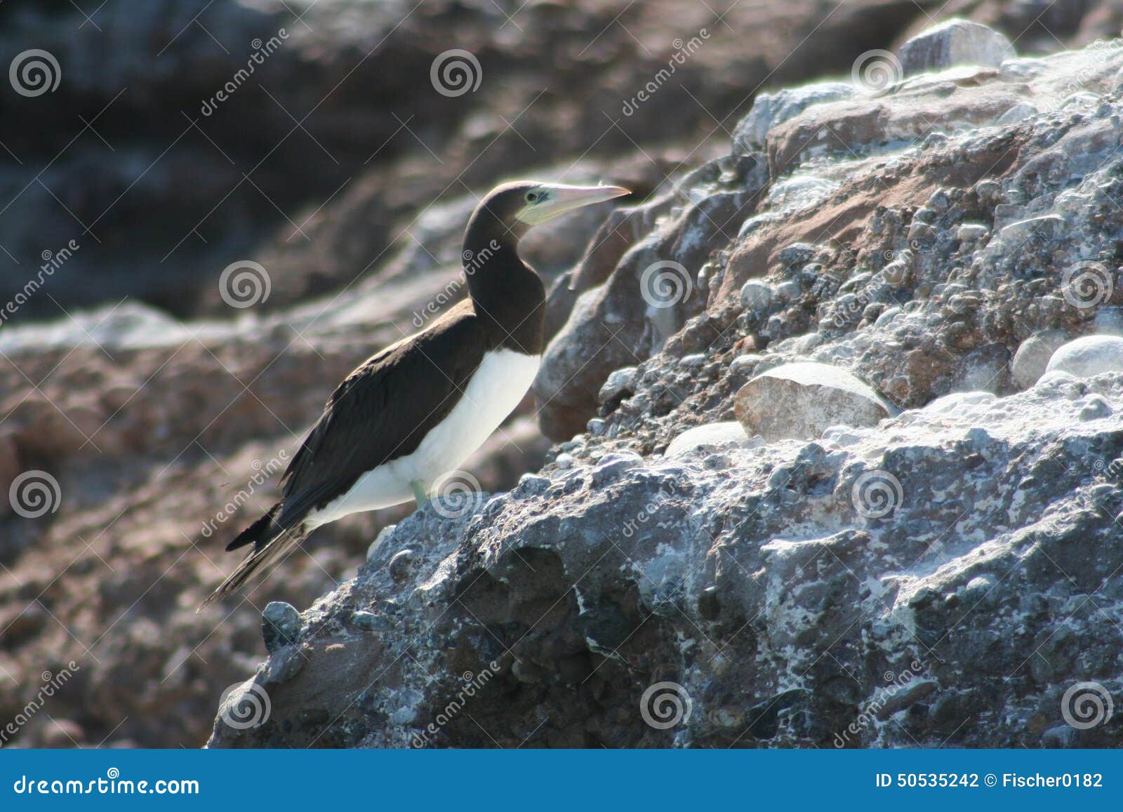 Brown Booby (Sula Leucogaster) Stock Photo - Image of leucogaster ...