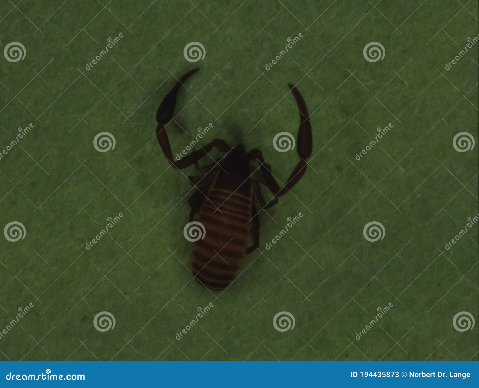 Brown Book Scorpion with Tongs Stock Image - Image of book, leave ...