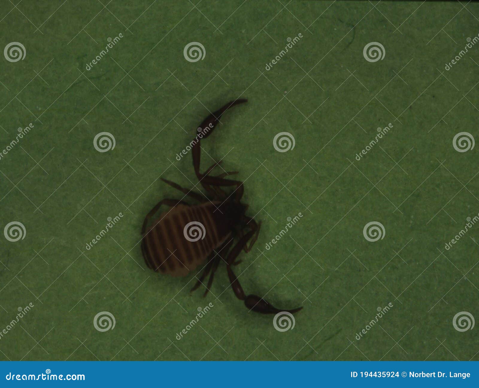Brown Book Scorpion with Tongs Stock Photo - Image of scorpion, tongs ...
