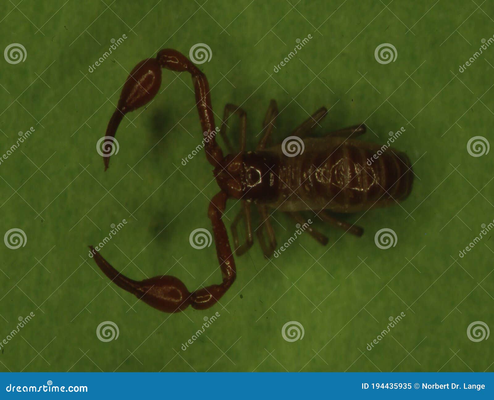 Brown Book Scorpion with Tongs Stock Image - Image of leaf ...