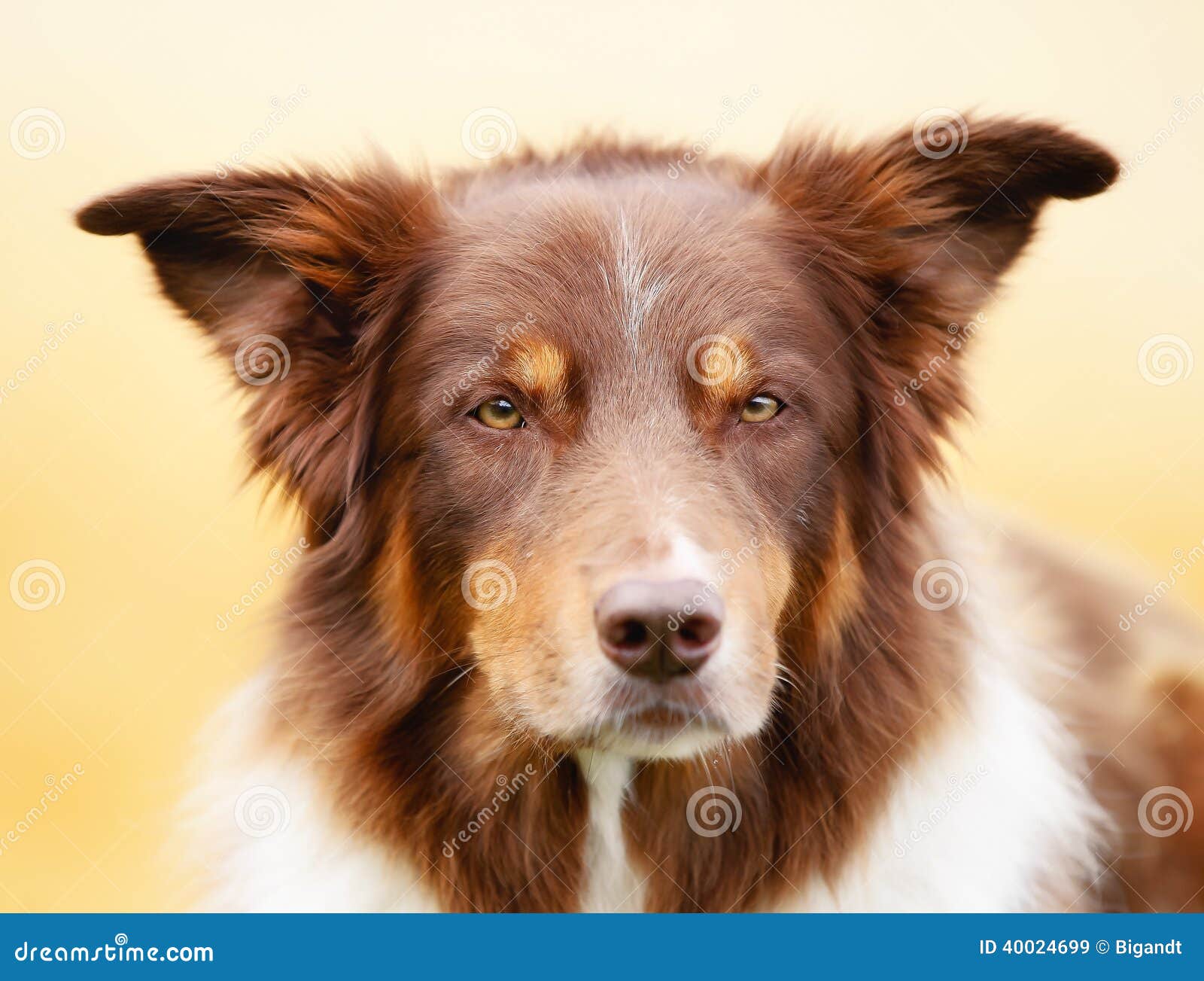 Brown border collie stock image. Image of pedigree, collie - 40024699