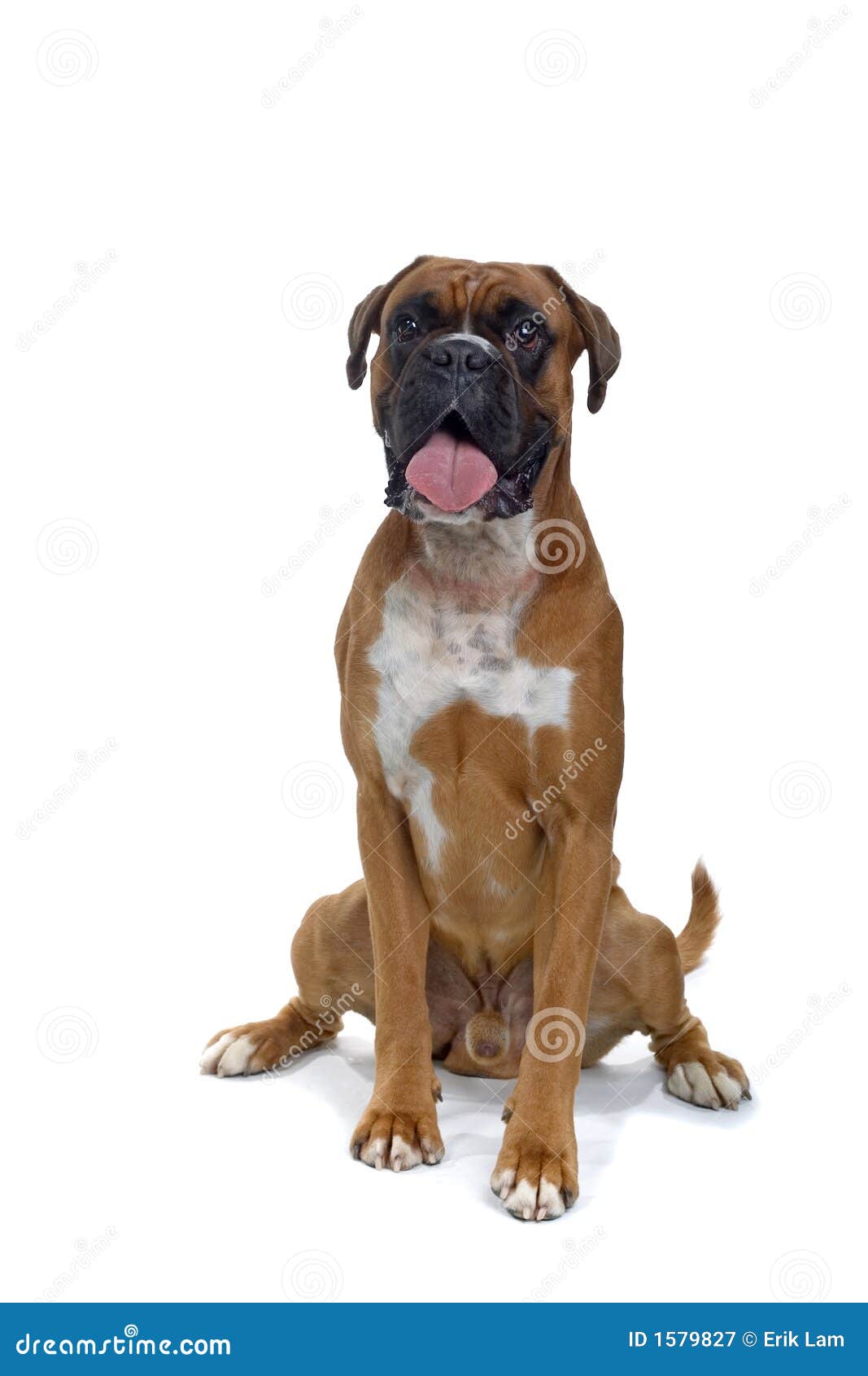 Brown boxer stock image. Image of studio, animals, high - 1579827