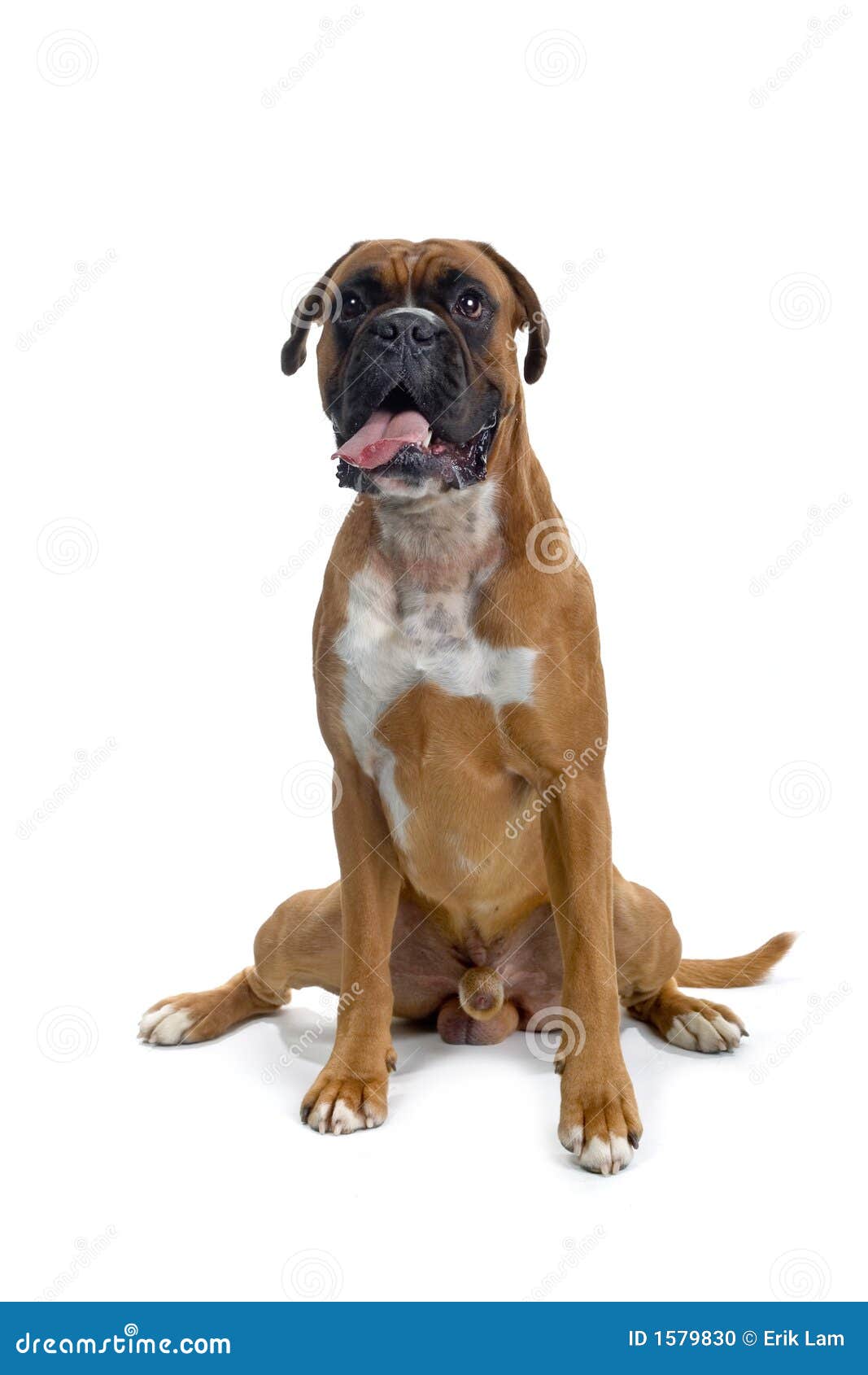 Brown boxer stock photo. Image of breed, expression, shoot - 1579830