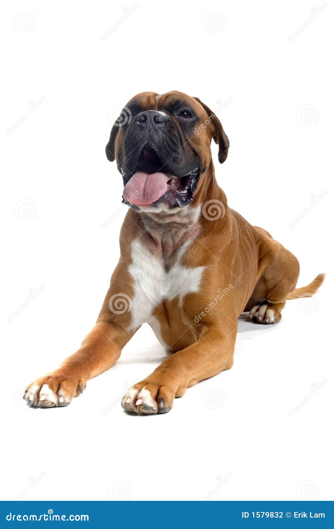 Brown boxer stock photo. Image of muscular, purebred, indoor - 1579832